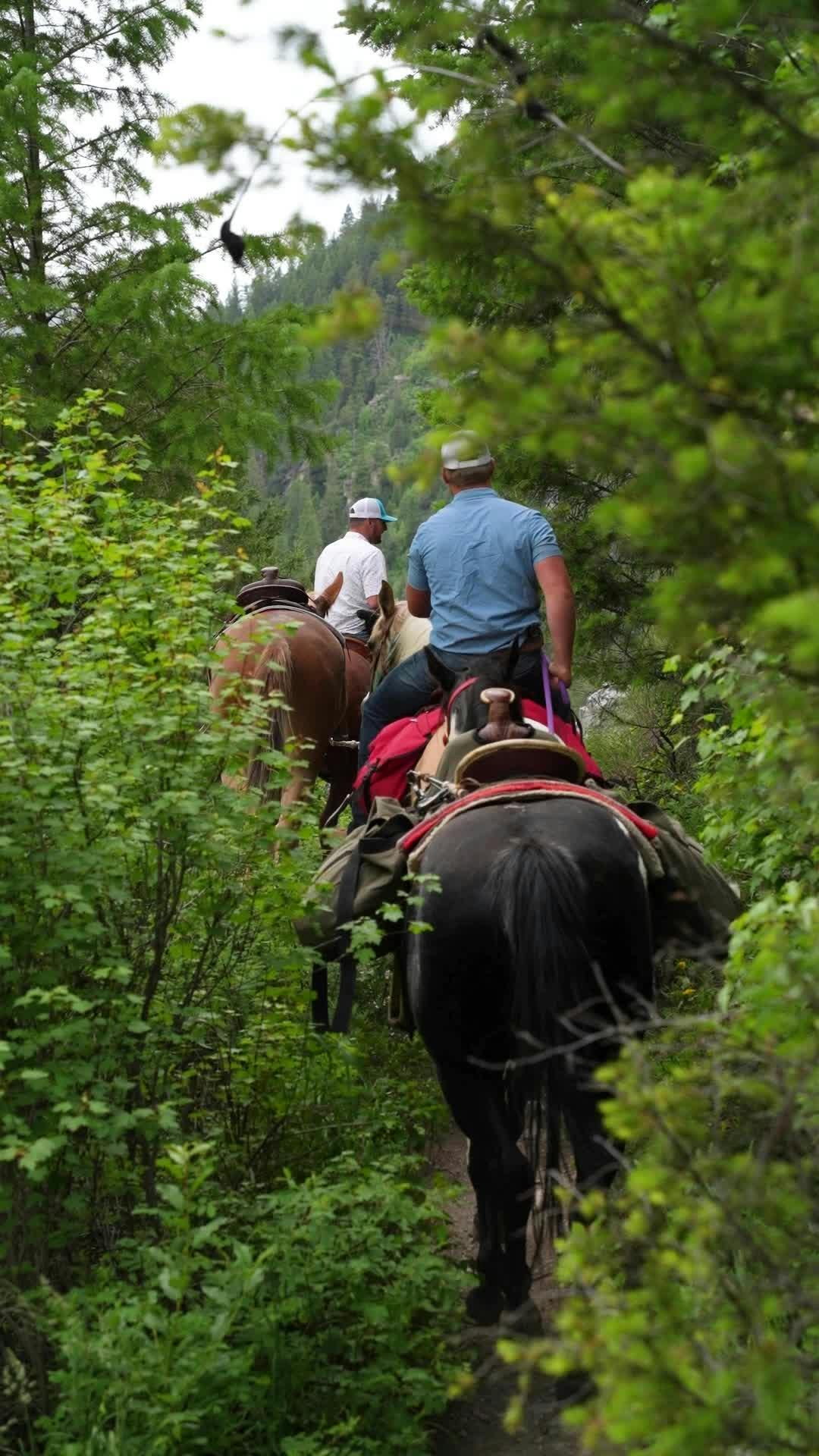 Horese Videos, Download The BEST Free 4k Stock Video Footage & Horese ...