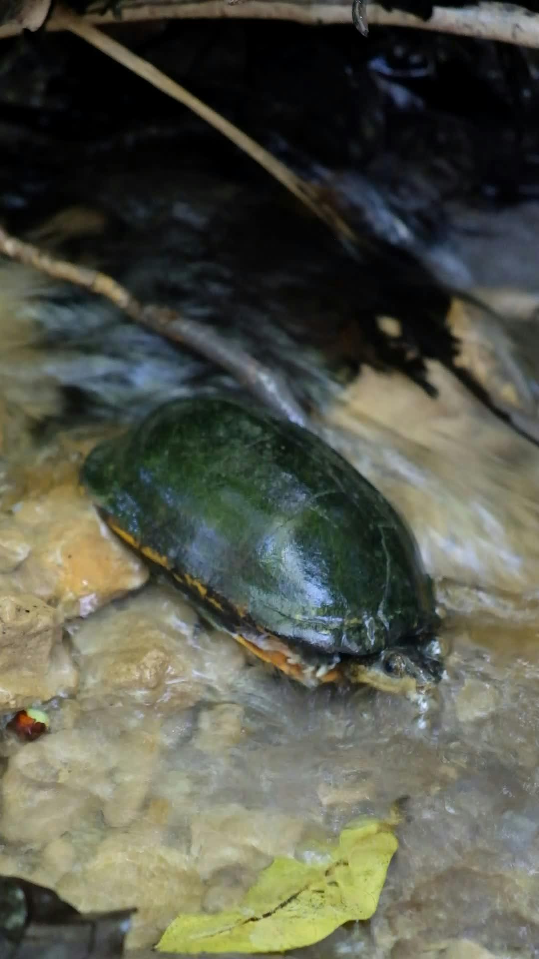 A Group Of Freshwater Turtles Resting On A Pile Of Concretes Free Stock ...