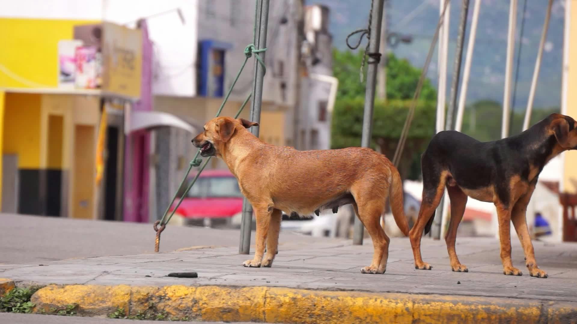 Vídeo profissional gratuito de adoção de cães, ambiente urbano, animais ...