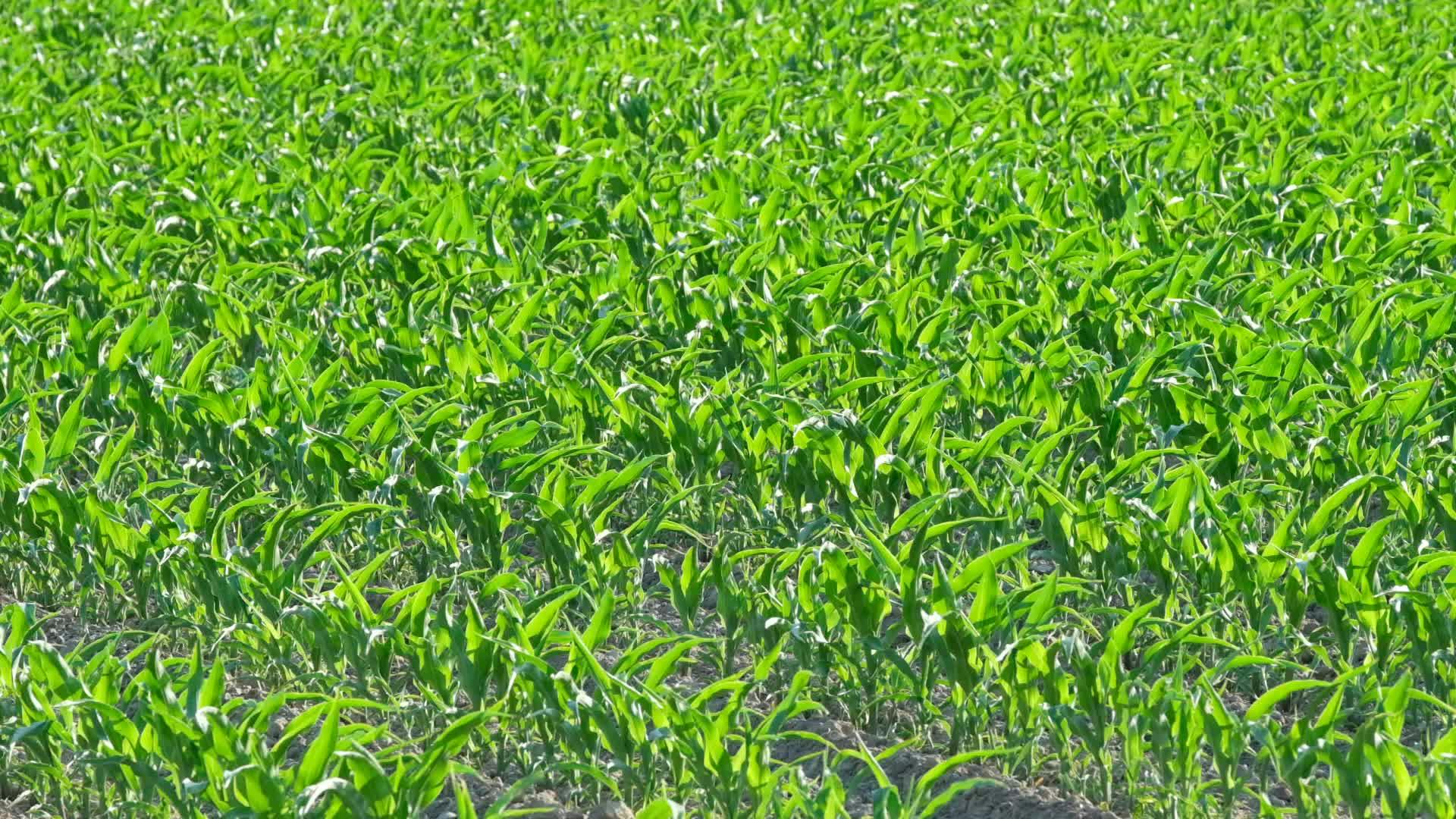 Neat Rows of Green Corn Plants in a Field Free Stock Video Footage ...