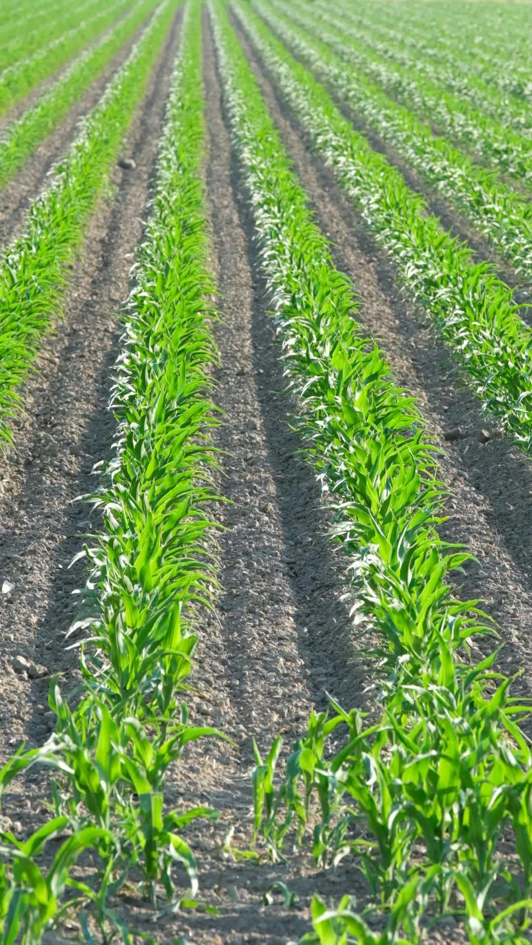 Neat Rows of Green Corn Plants in a Field Free Stock Video Footage ...