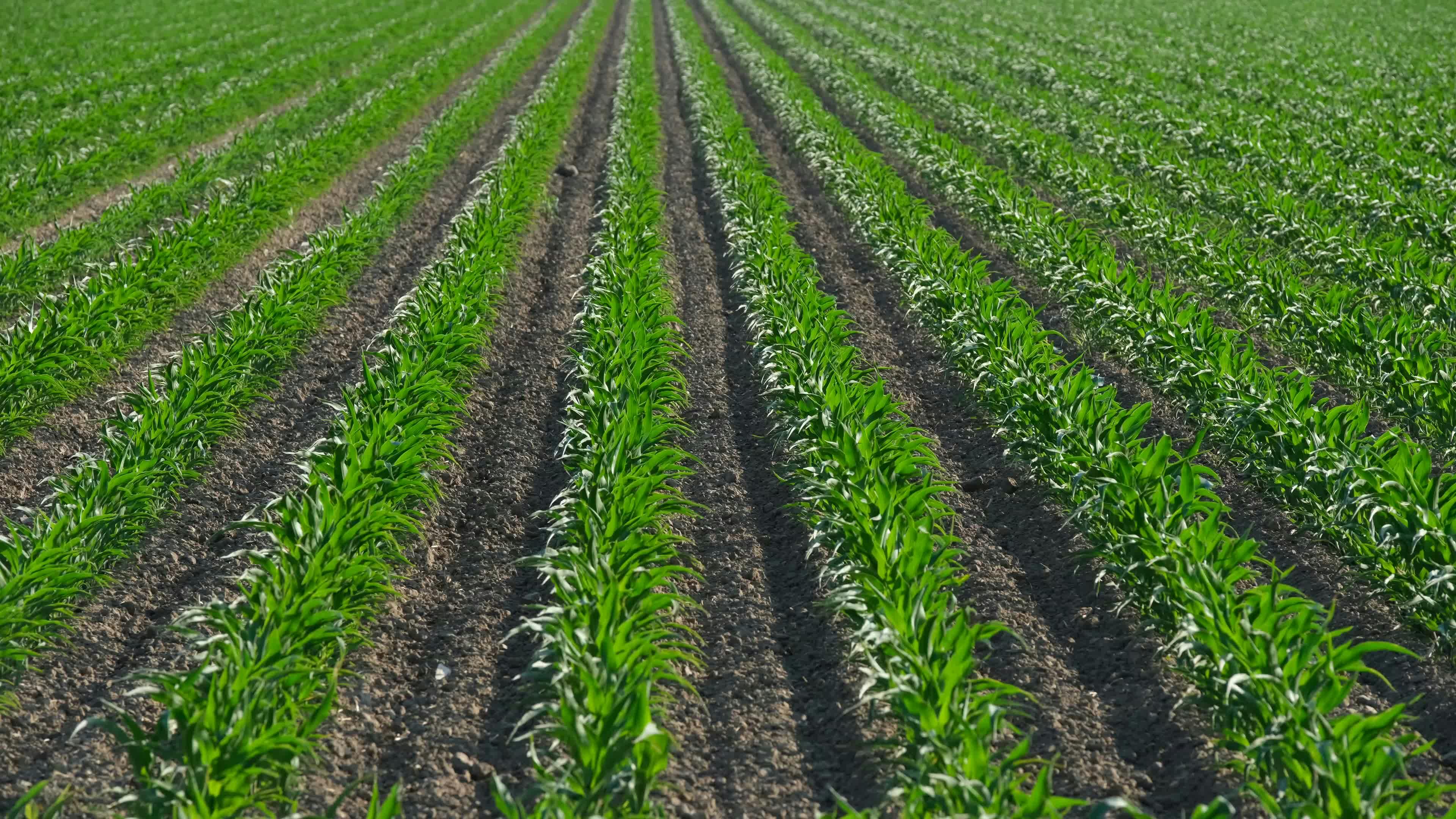 Neat Rows of Green Corn Plants in a Field Free Stock Video Footage ...