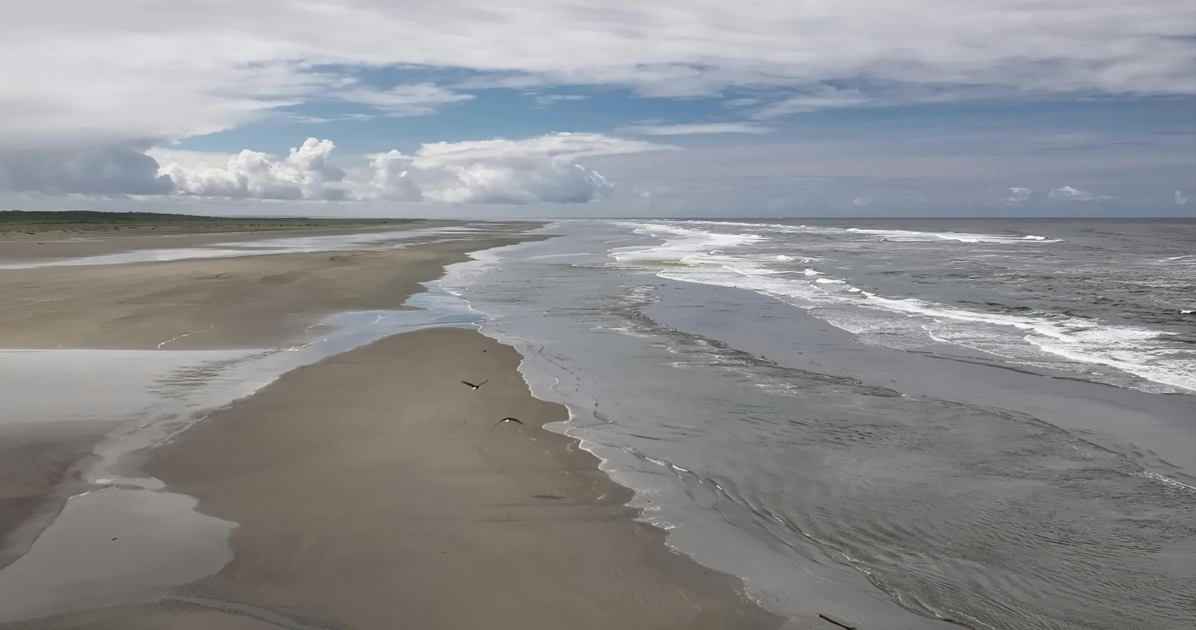 Beach Eagles Videos, Download The BEST Free 4k Stock Video Footage & Beach Eagles HD Video Clips