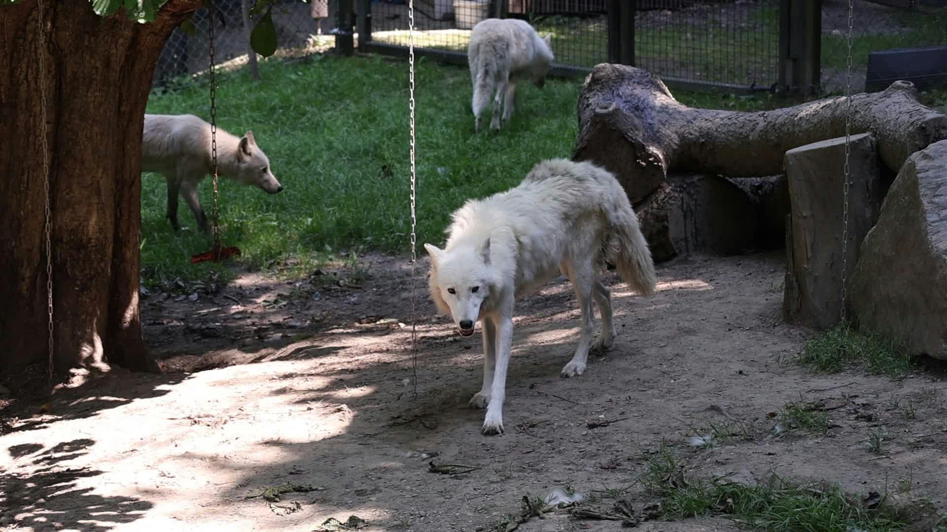 Zoo Dog Videos, Download The BEST Free 4k Stock Video Footage & Zoo Dog ...