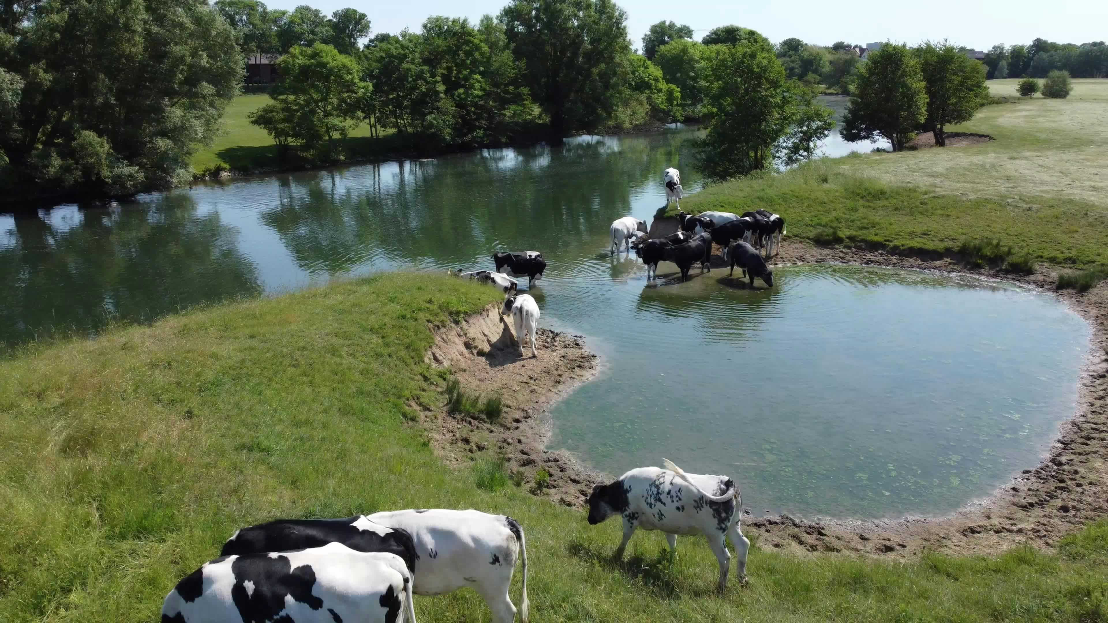 Pastoral idyll from above: cows from a drone. Free Stock Video Footage ...