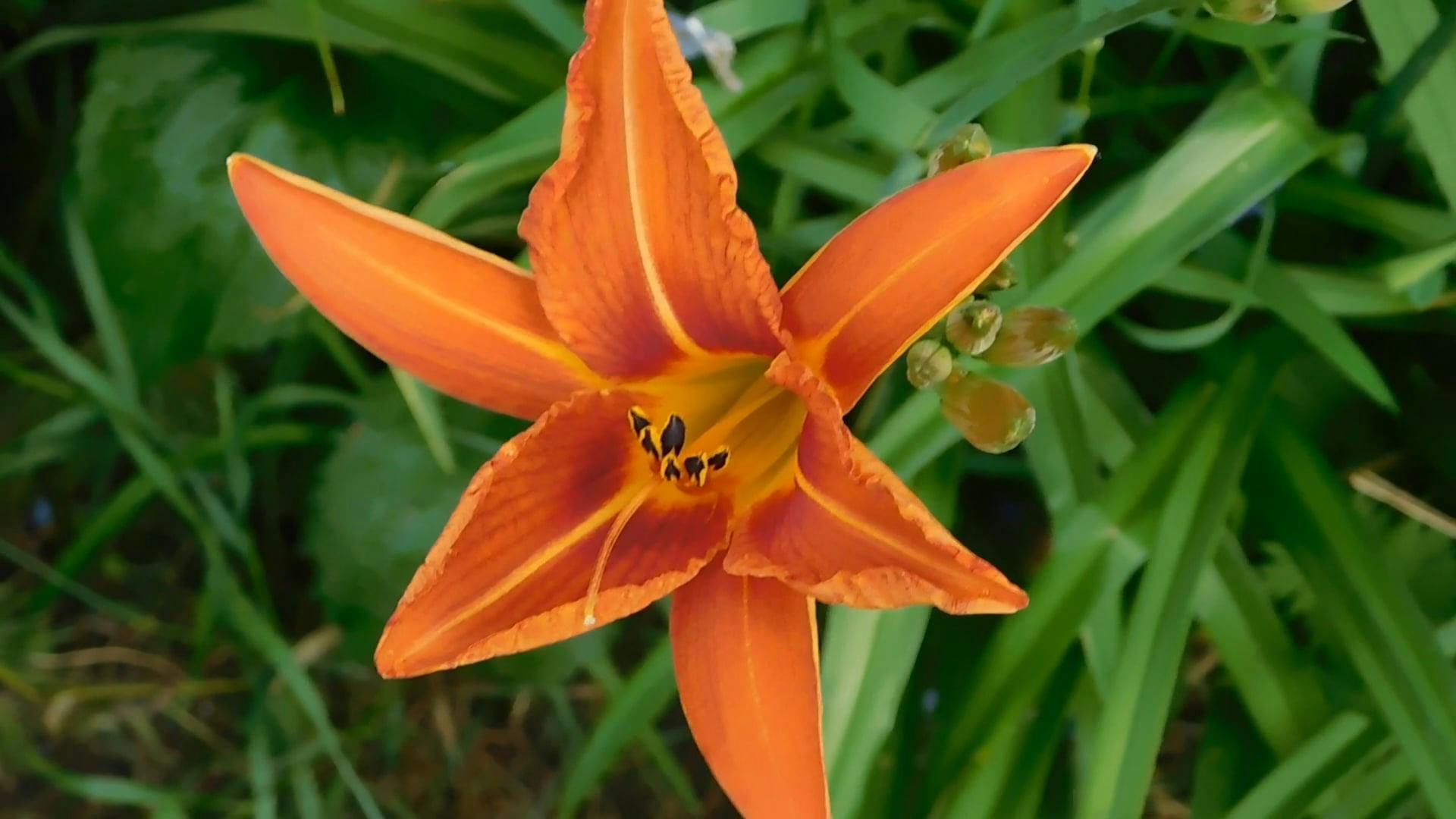 Flor De Uma Planta De Lírio Do Dia · Vídeo profissional gratuito