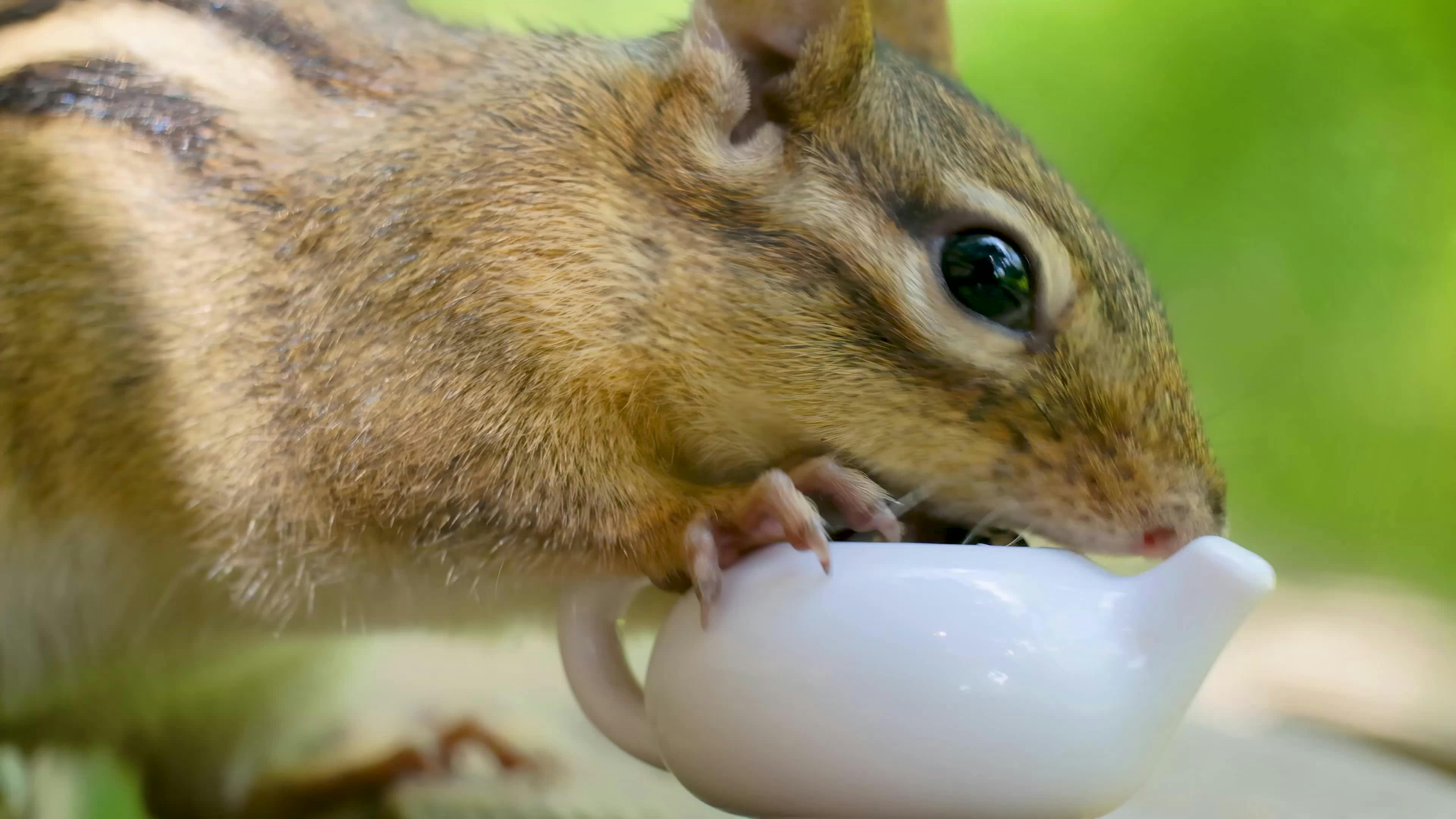 Chomping Videos, Download The BEST Free 4k Stock Video Footage ...