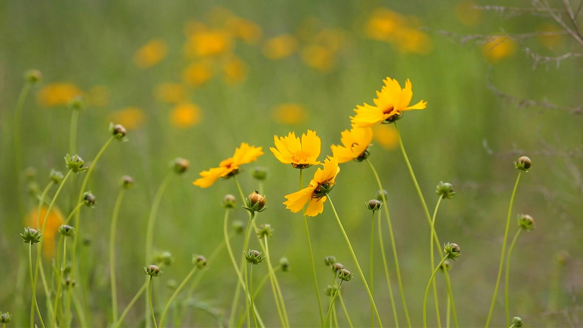Flowers And Buds Of A Plant Free Stock Video Footage, Royalty-Free 4K ...
