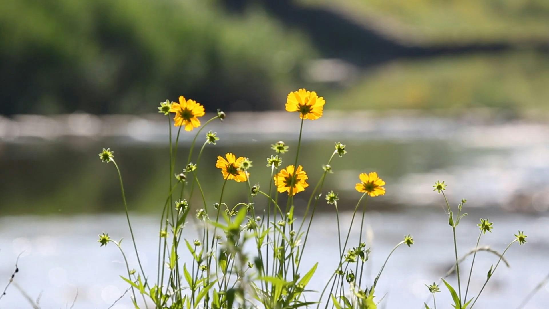 Annuals And Perennials Plant Videos, Download The BEST Free 4k Stock ...