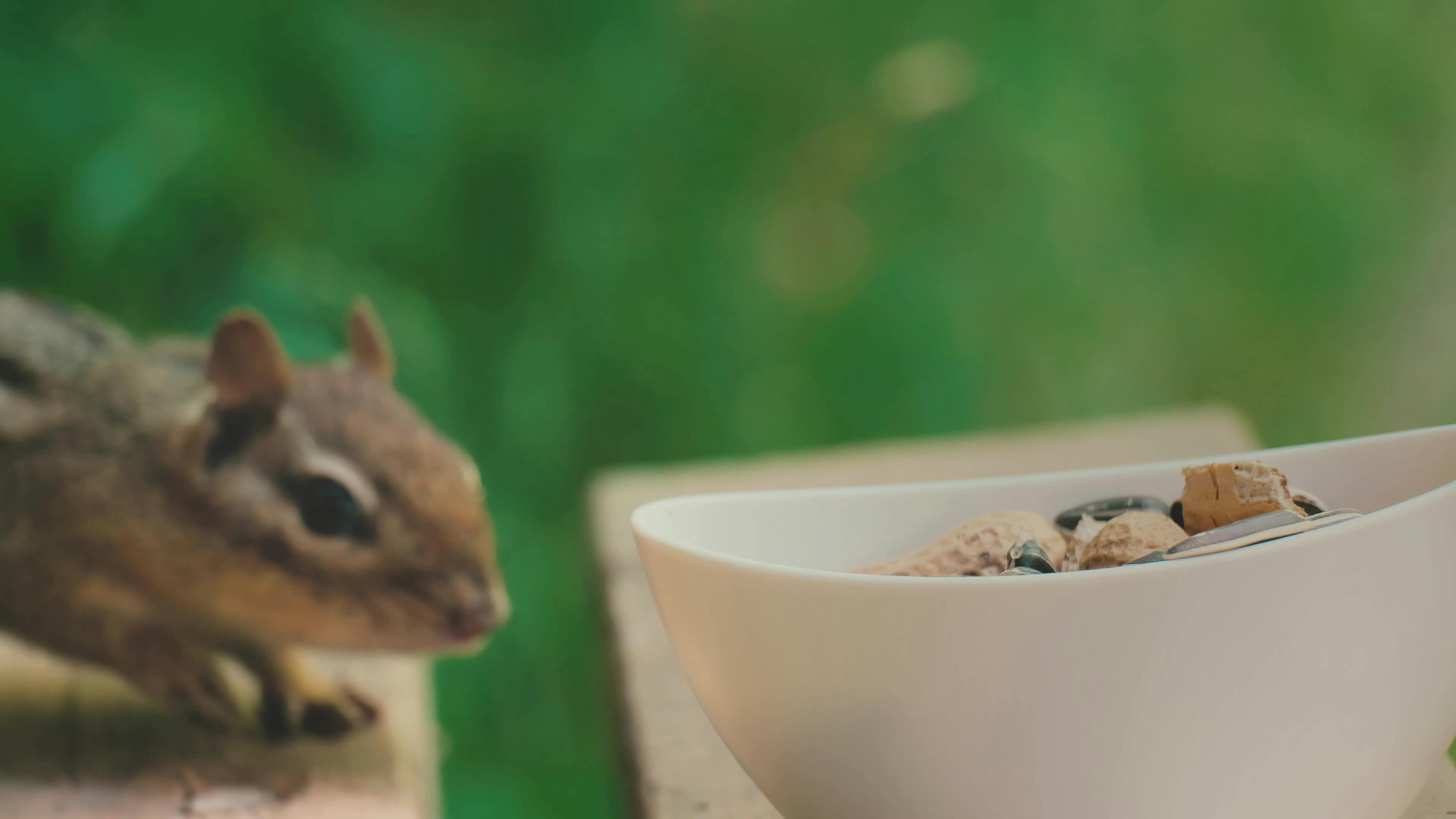 Chipmunk eating from hand in slow motion Free Stock Video Footage ...
