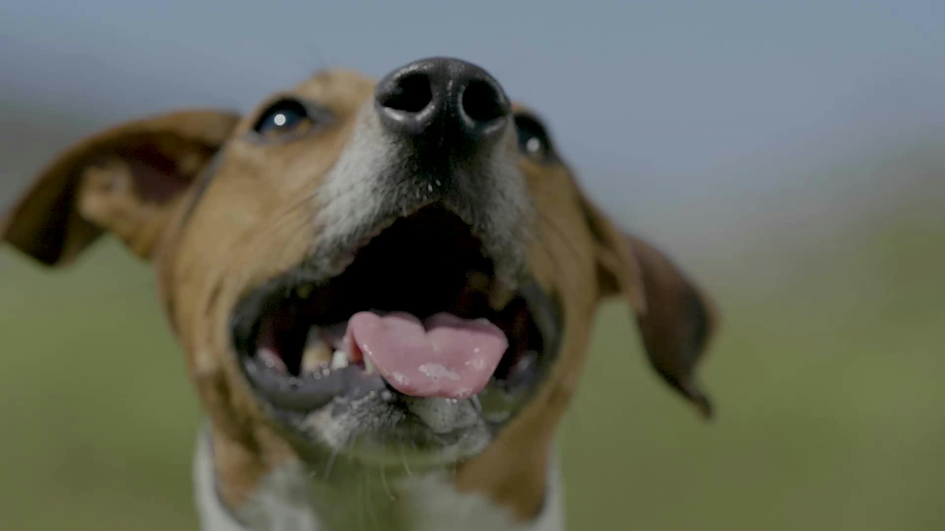 A Pet Dog Munching On A Large Bone Free Stock Video Footage, Royalty ...