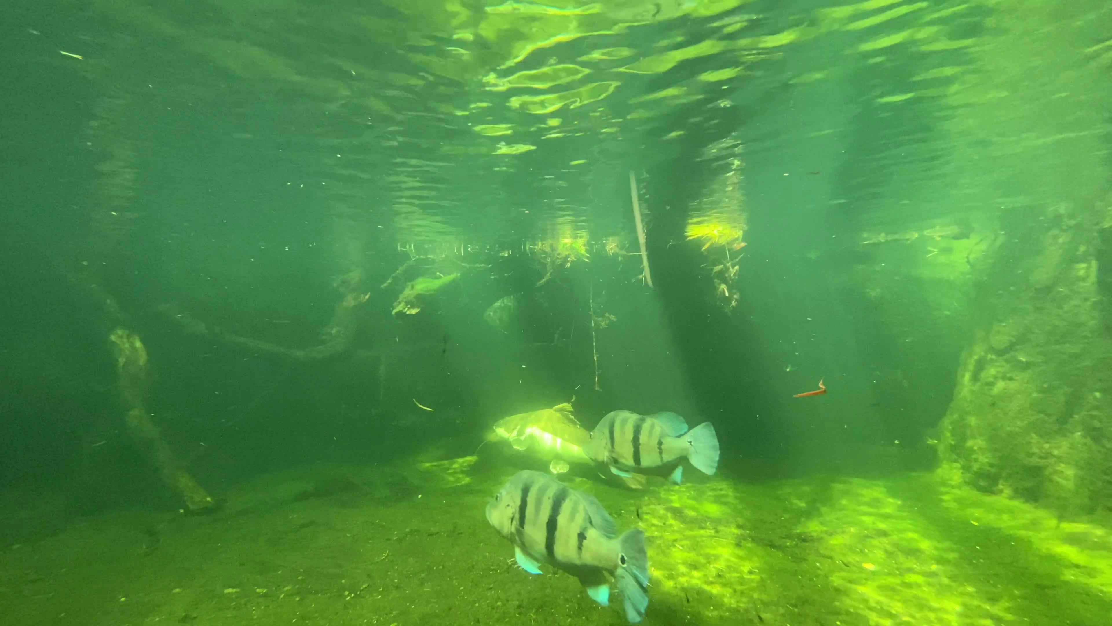 Vídeos de stock gratuitos sobre acuario, acuático, agua, agua dulce, al ...