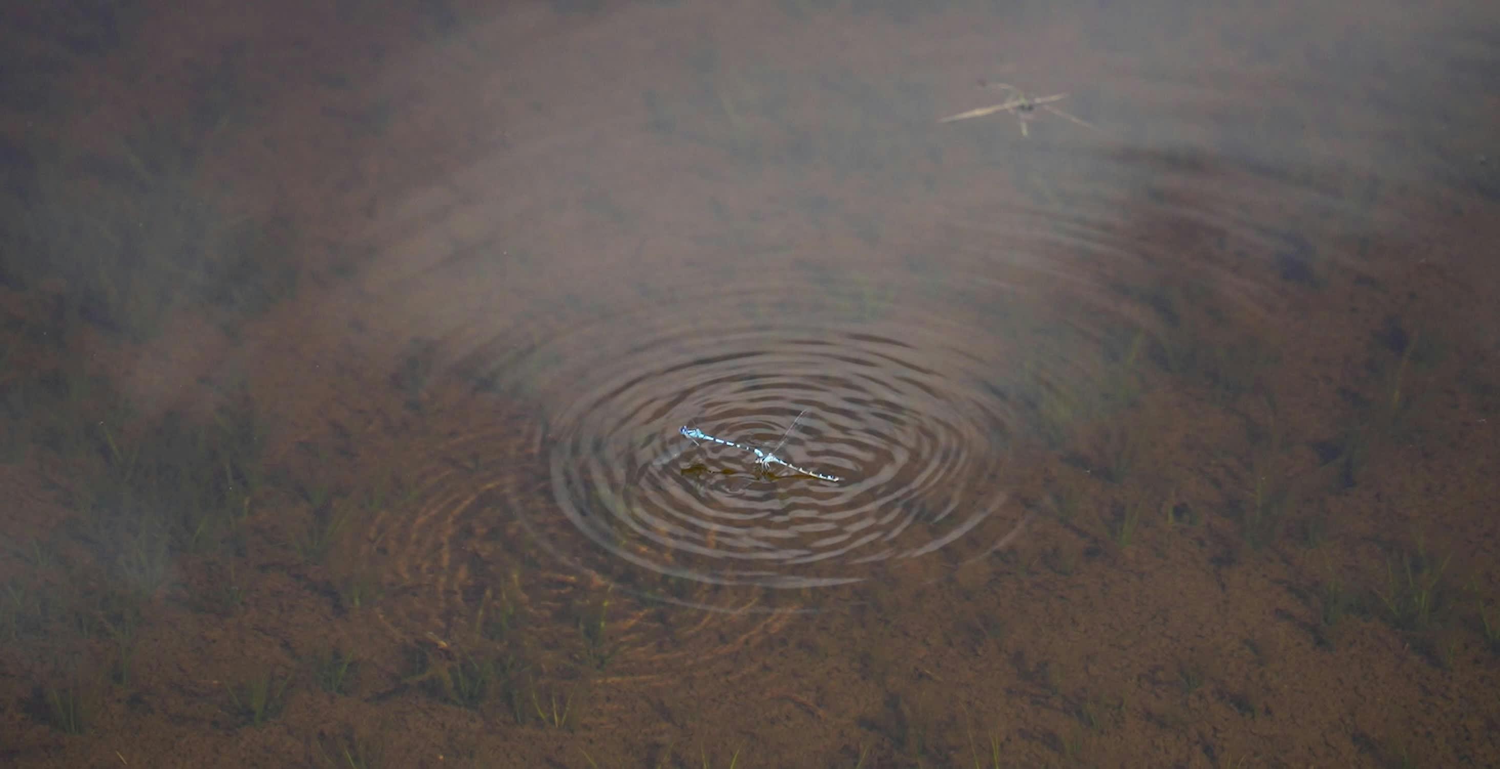 A small fish swimming in the water with a small ripple Free Stock Video ...