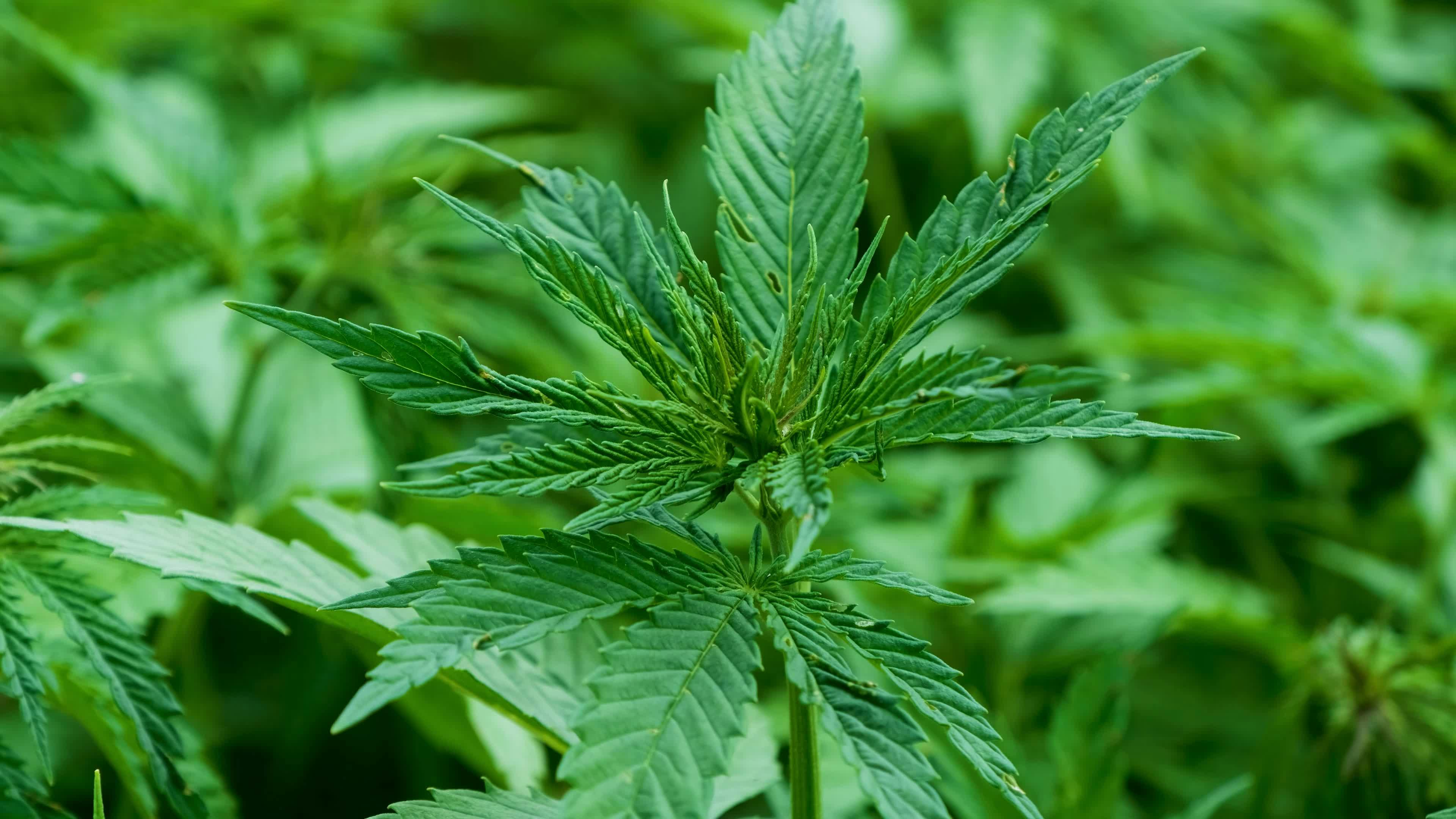 Vídeo profissional gratuito de agricultura, agricultura orgânica ...