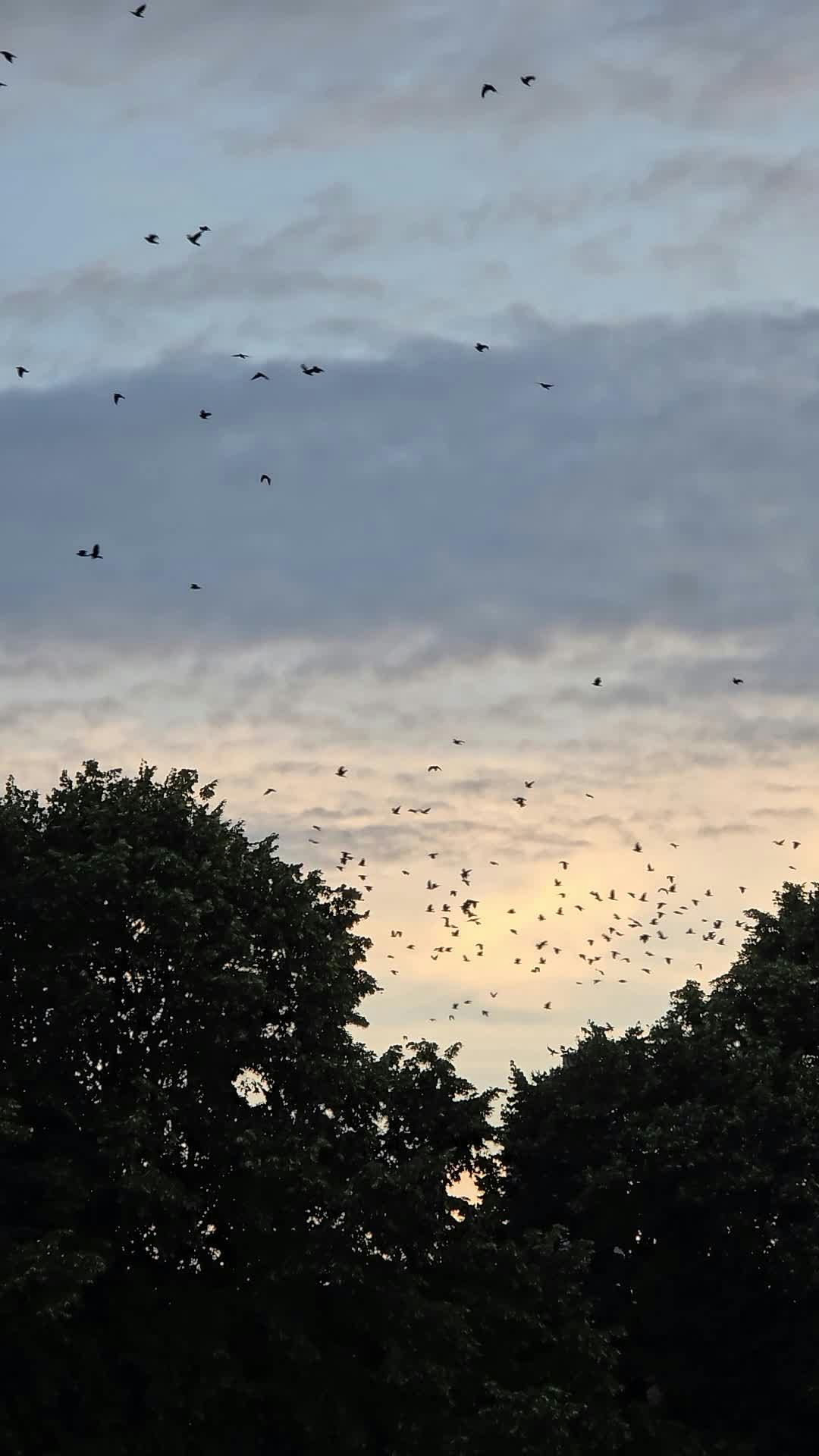 A flock of birds flying over trees at sunset Free Stock Video Footage ...