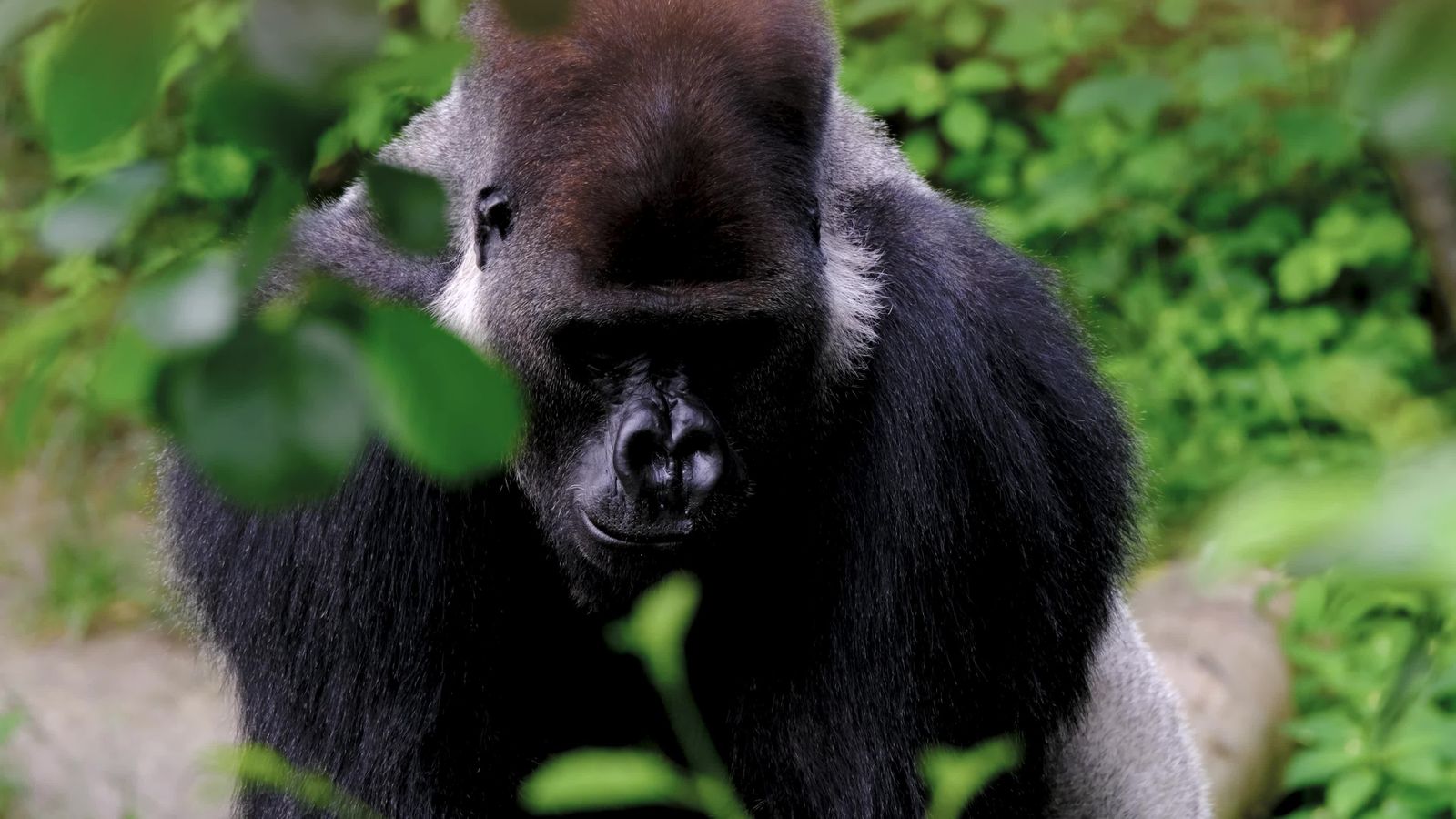 Gorilla Dance Videos, Download The BEST Free 4k Stock Video Footage ...