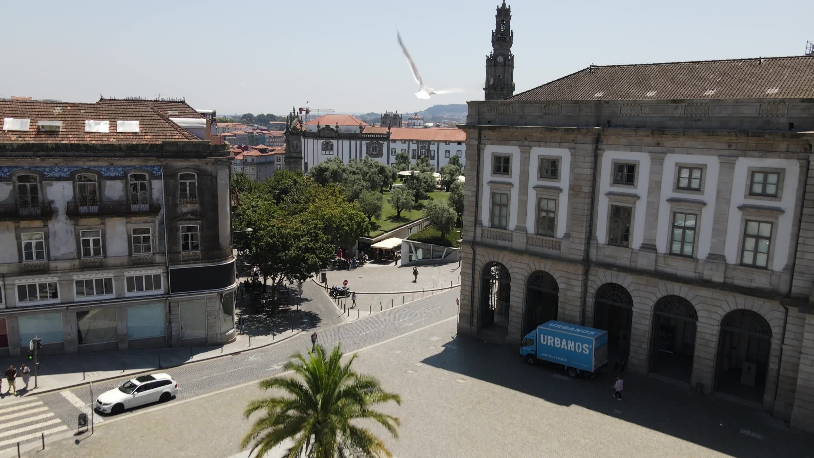 Porto Tree Videos, Download The BEST Free 4k Stock Video Footage ...