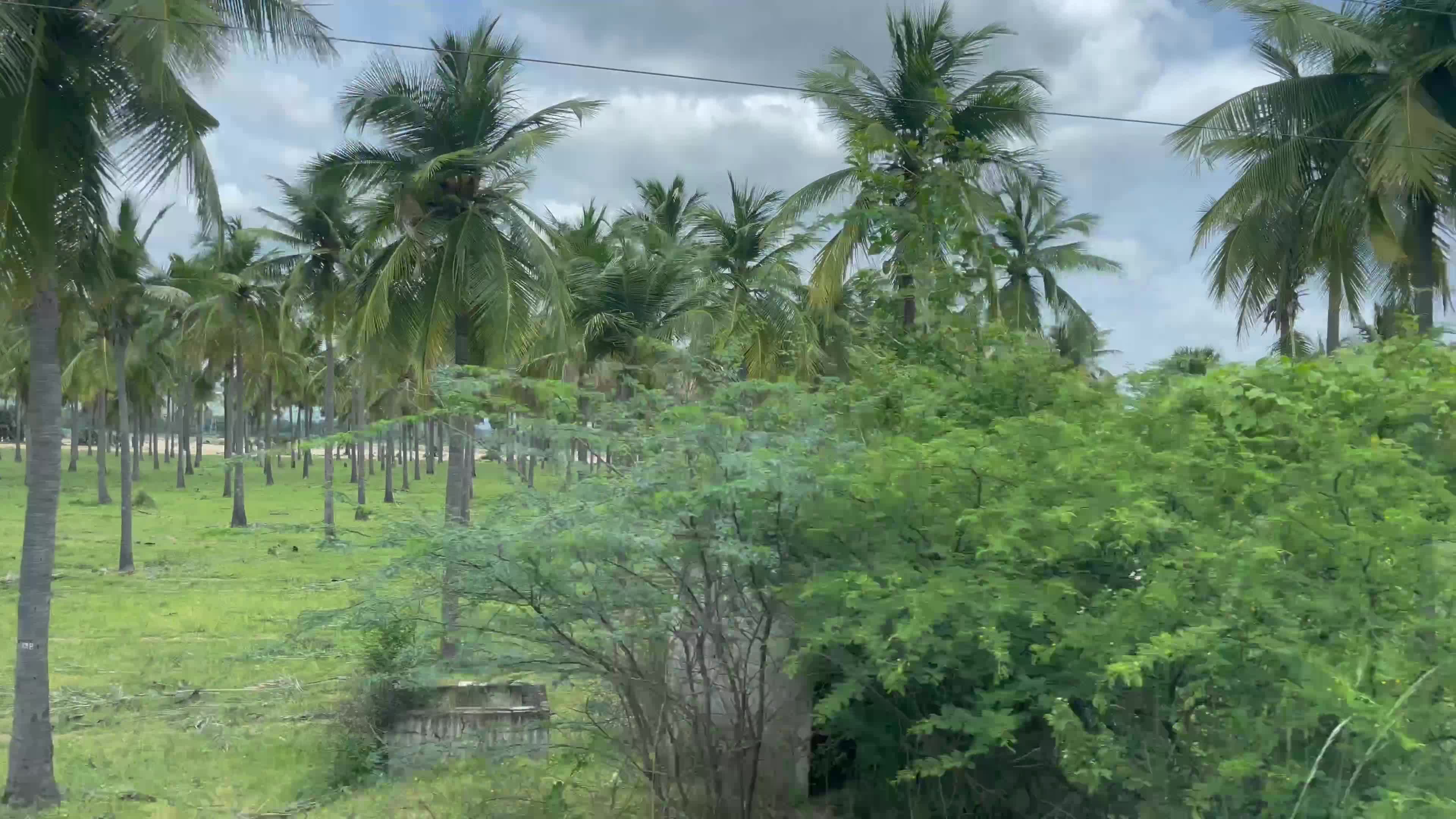 Coconut Tree Plantation Videos, Download The BEST Free 4k Stock Video ...