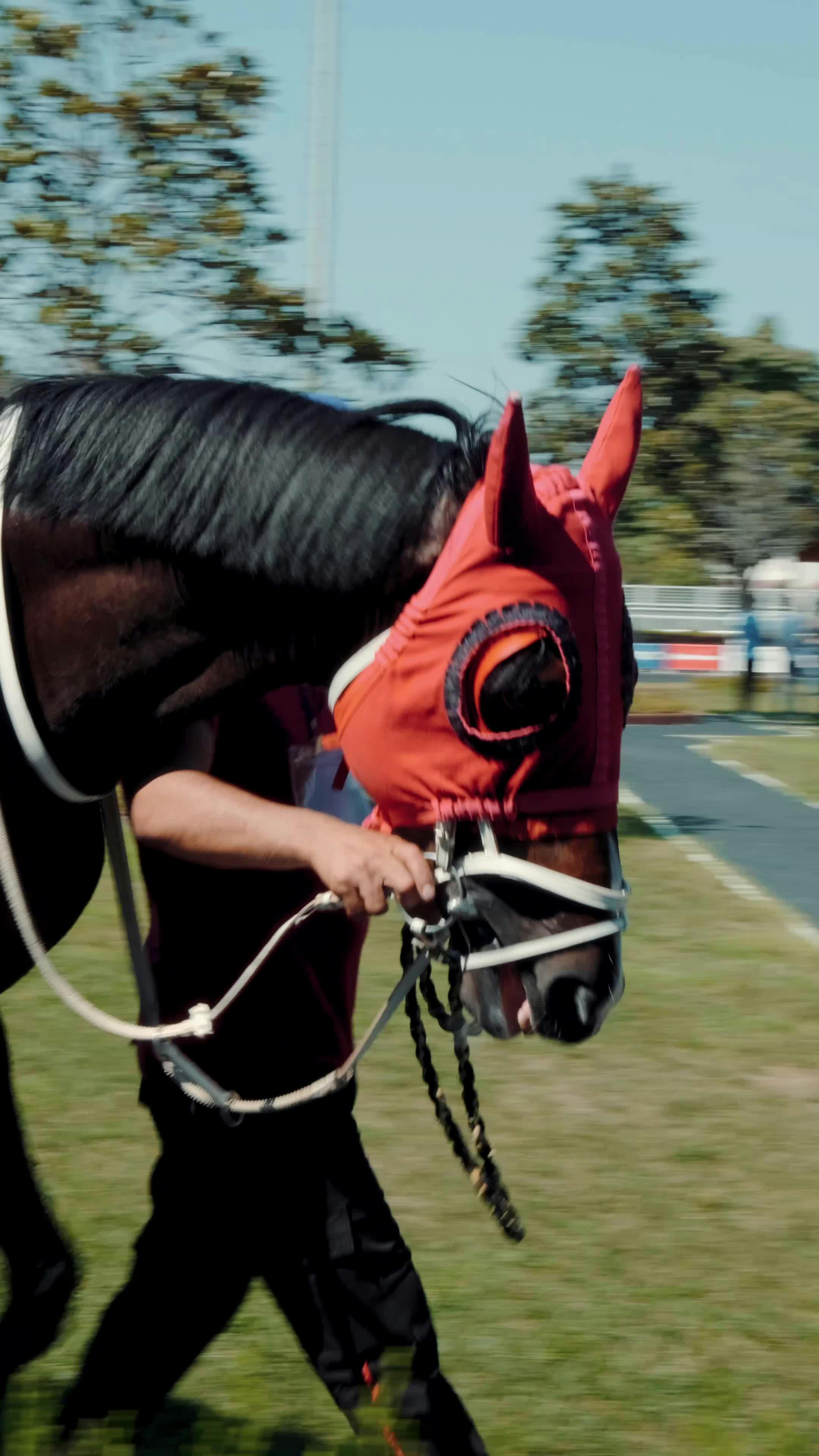 A jockey rides a horse on a track Free Stock Video Footage, Royalty ...