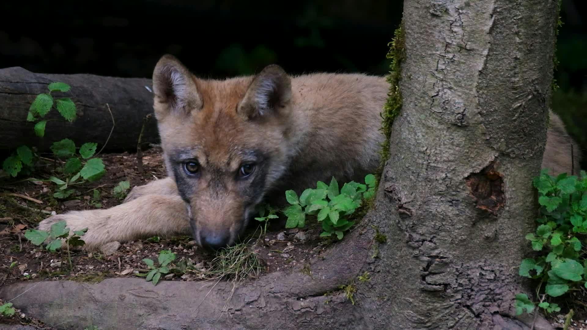 Young Wolf Videos, Download The BEST Free 4k Stock Video Footage ...