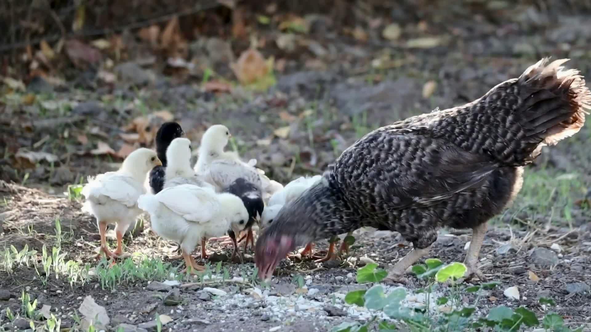 Slow Motion Footage Of A Eating Chicken Free Stock Video Footage ...