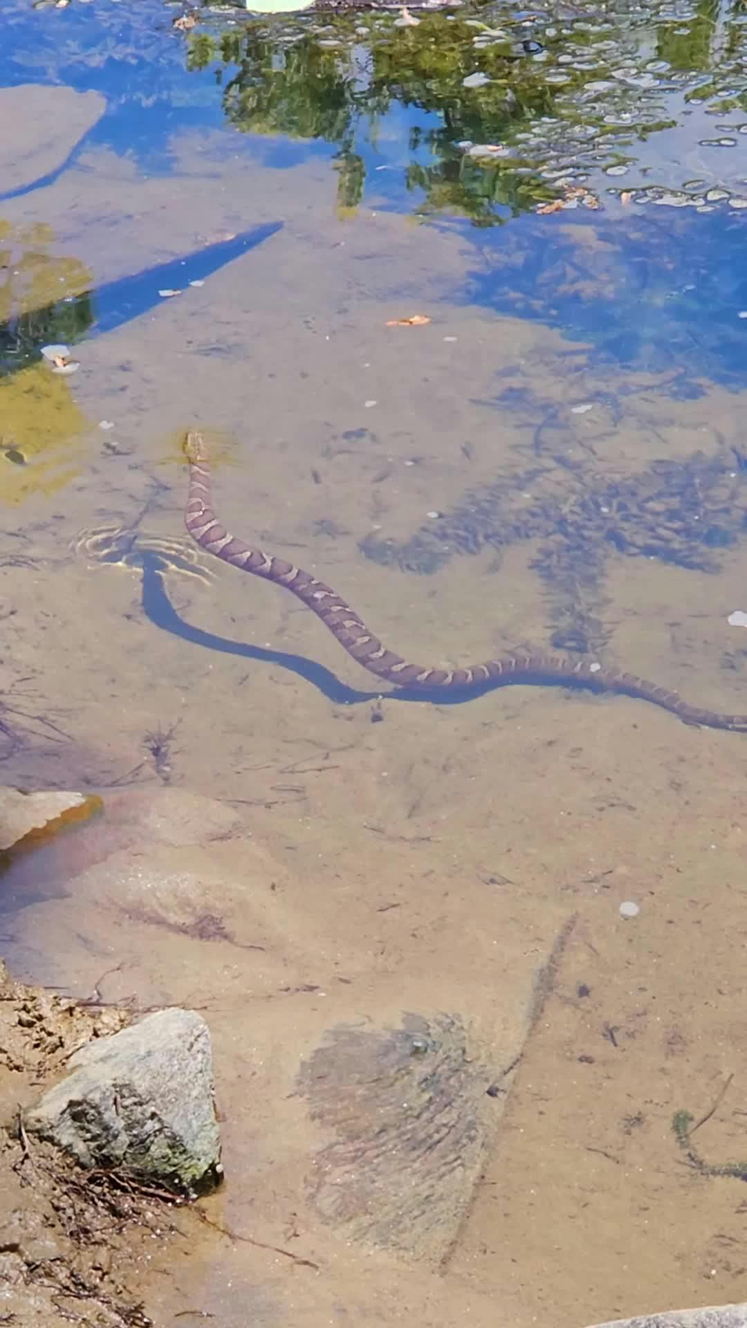 Wild Snakes Videos, Download The BEST Free 4k Stock Video Footage ...