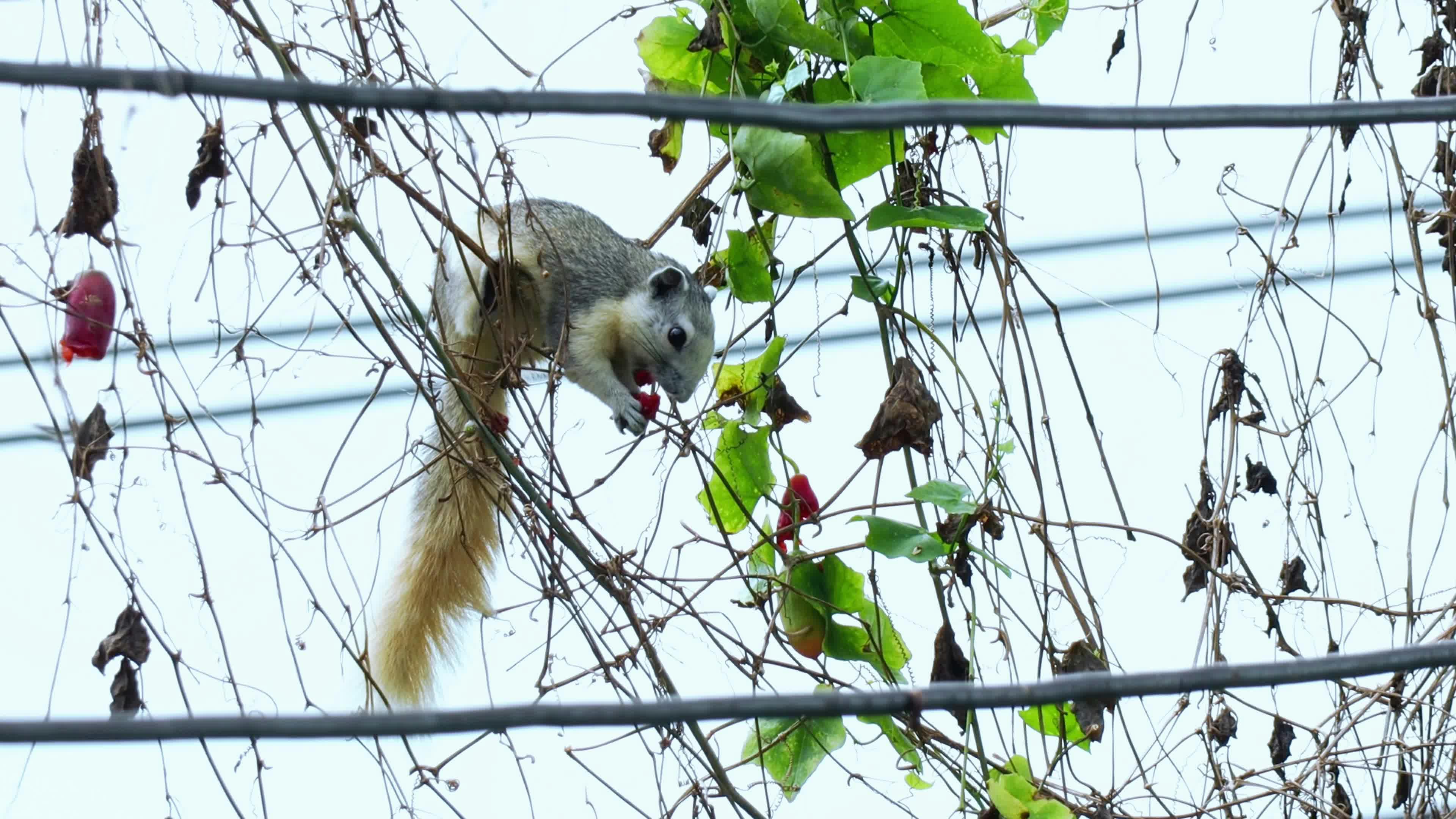 Vine From High Videos, Download The BEST Free 4k Stock Video Footage ...