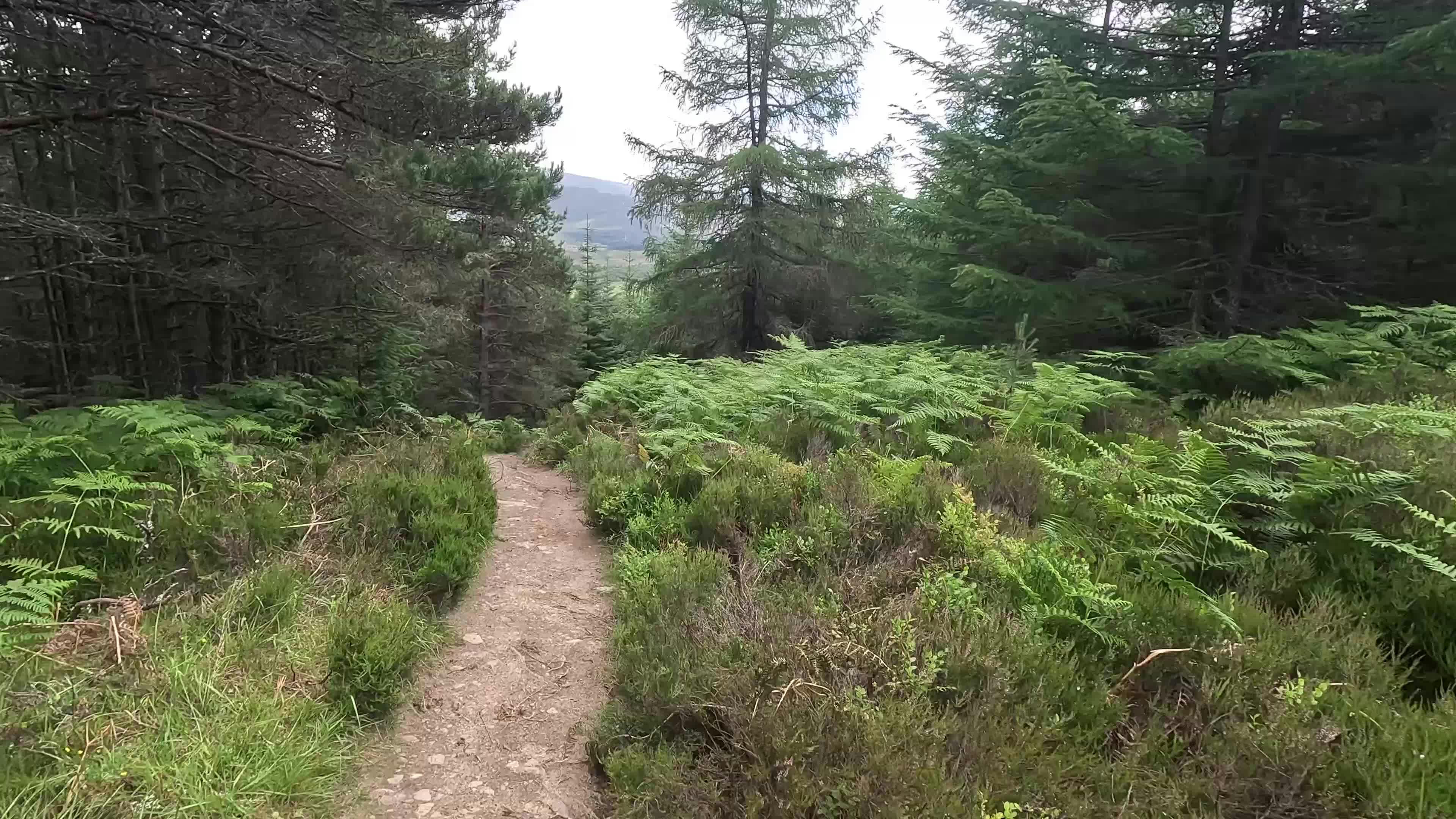 Scottish Highland Forest Walk - Path through trees and ferns Free Stock ...