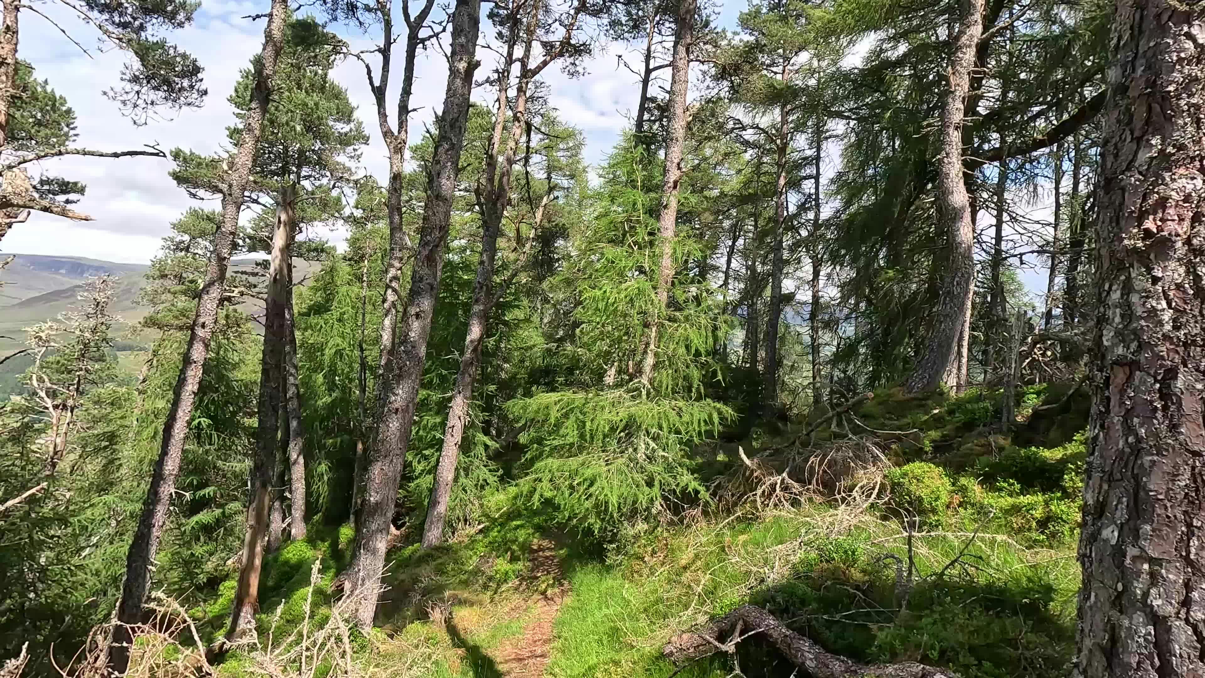 Scottish Highland Forest Walk - Path through trees and ferns Free Stock ...