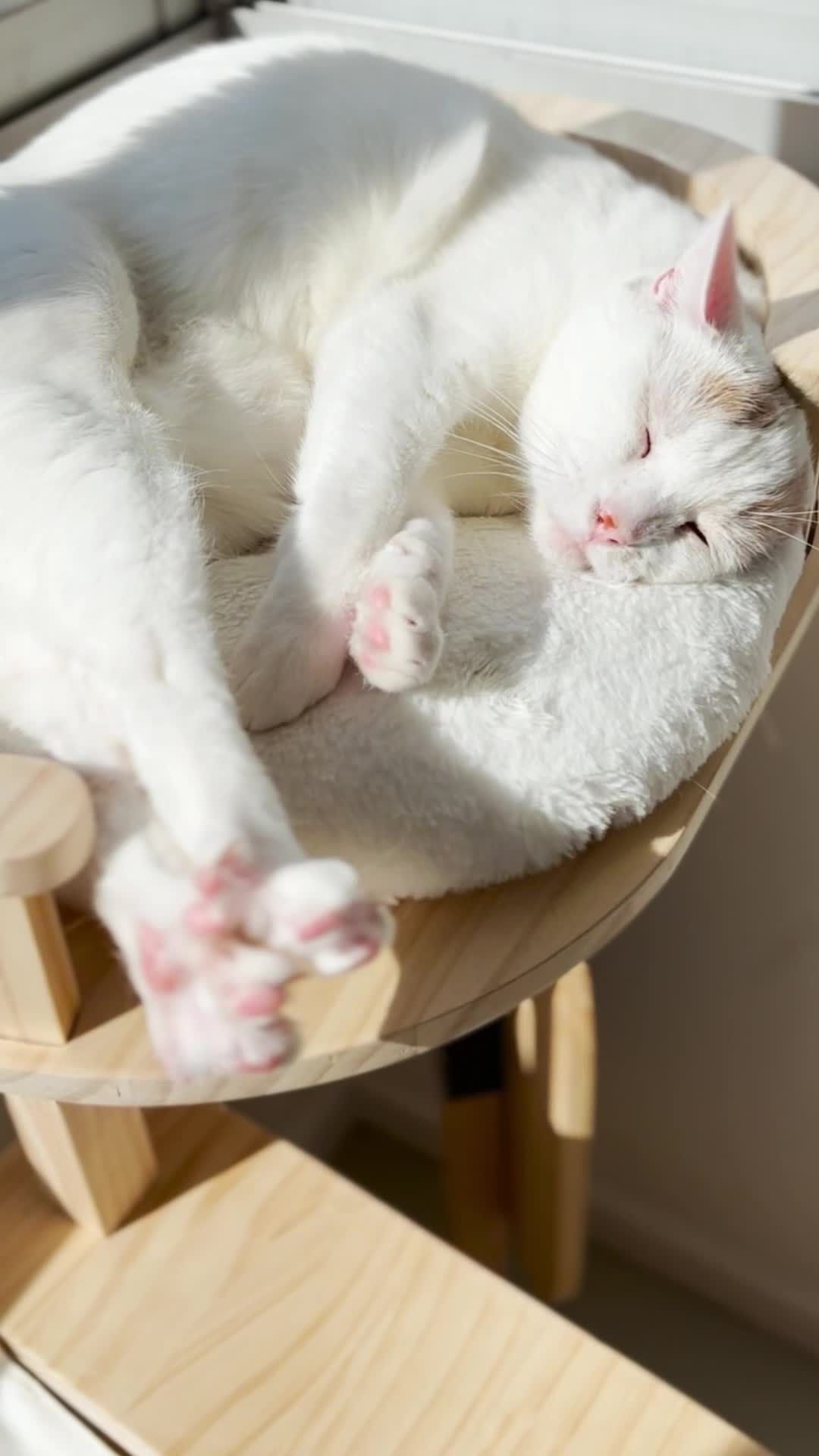 Cute Cat Stretch Free Stock Video Footage, Royalty-Free 4K & HD Video Clip