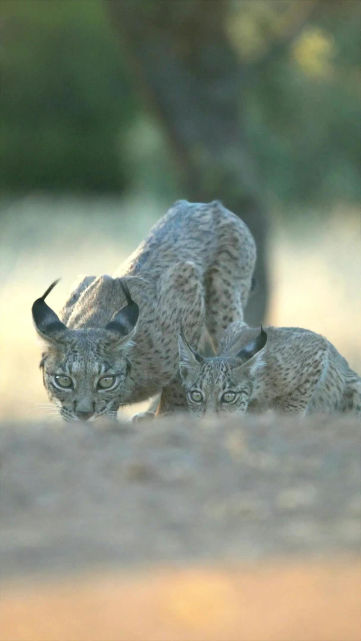 Bobcat Videos, Download The BEST Free 4k Stock Video Footage & Bobcat ...