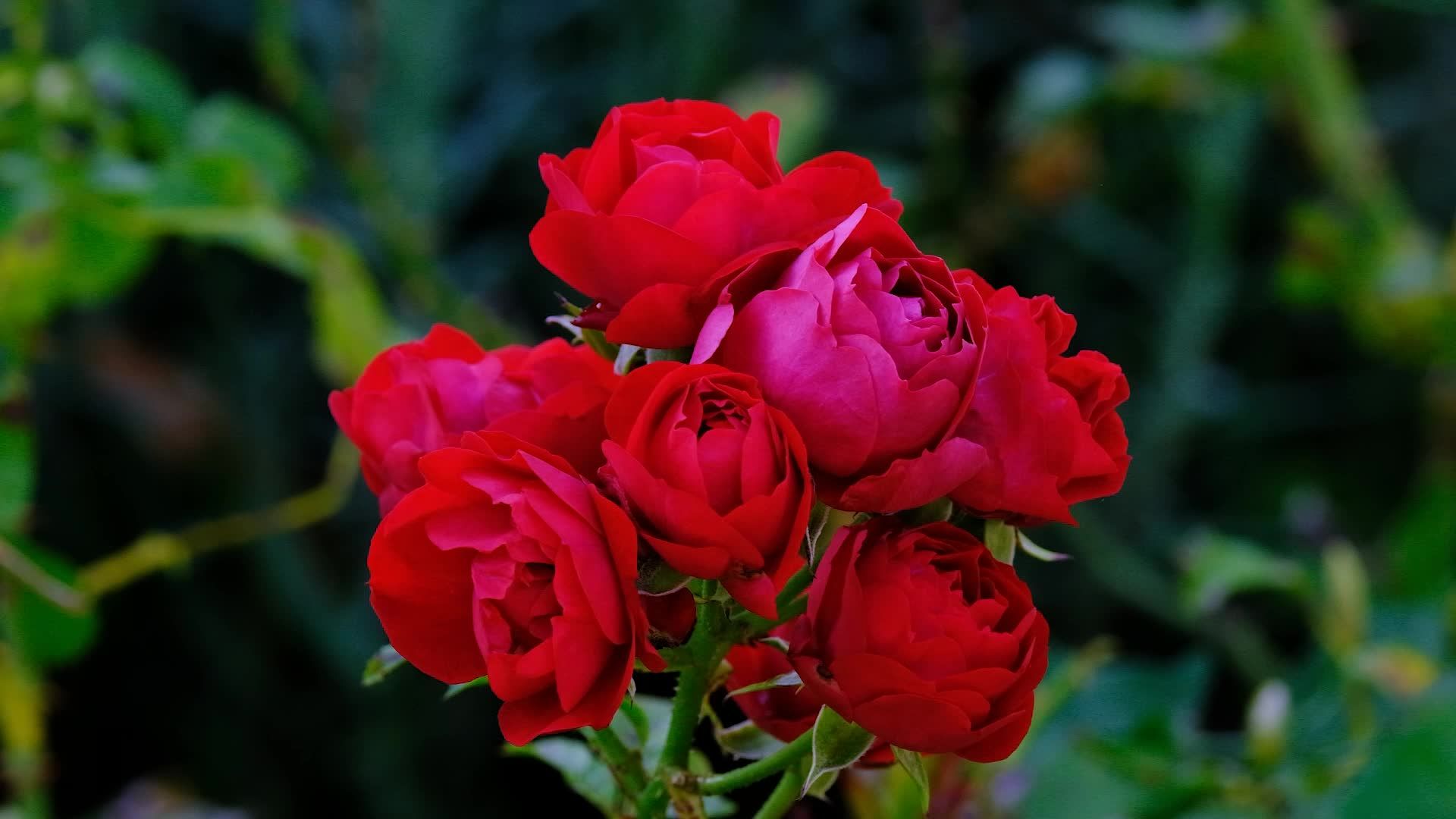 Video Of Flower Blooming Free Stock Video Footage, Royalty-Free 4K & HD ...