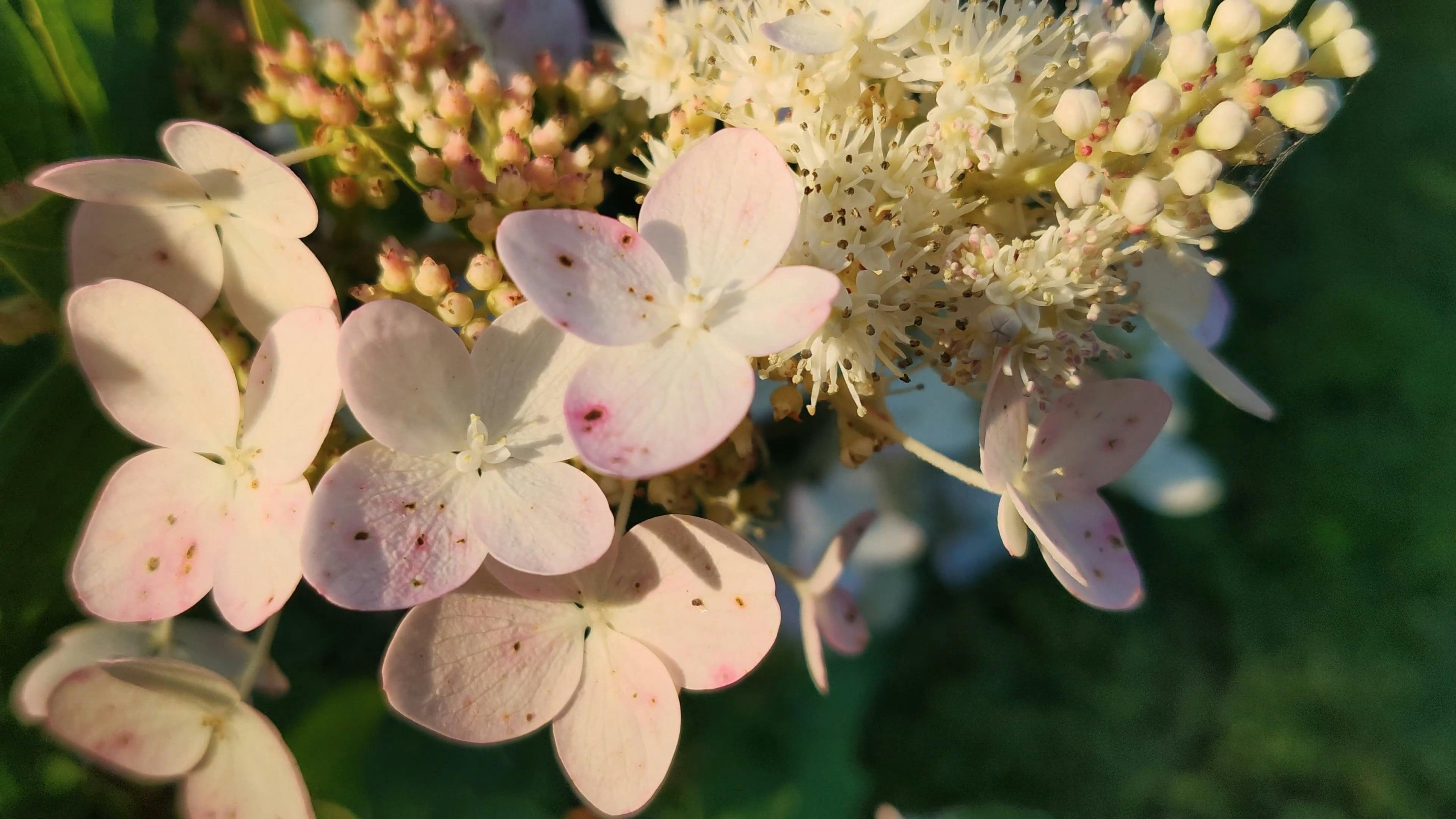 Close-up Of A Cluster of Pinkish Flower In Bloom · Free Stock Video