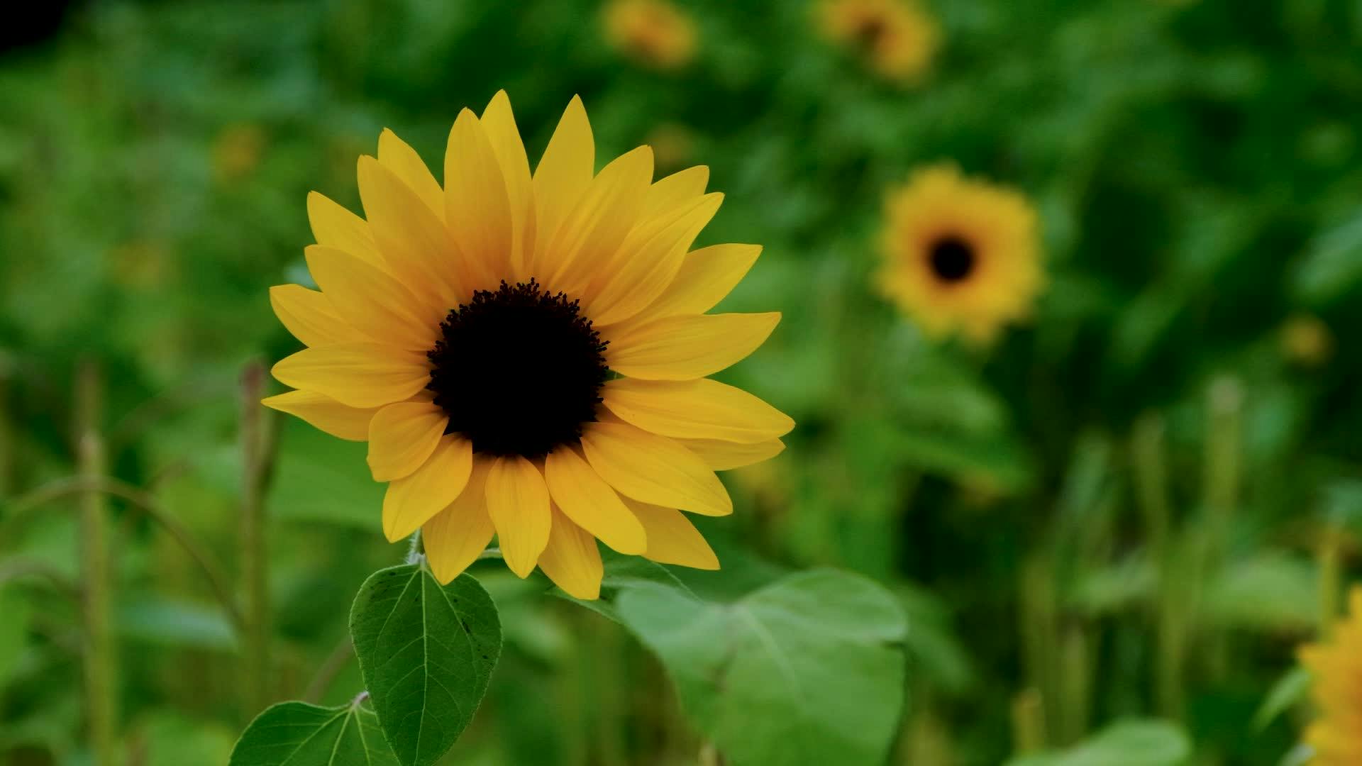 Color Isolation Videos, Download The BEST Free 4k Stock Video Footage ...