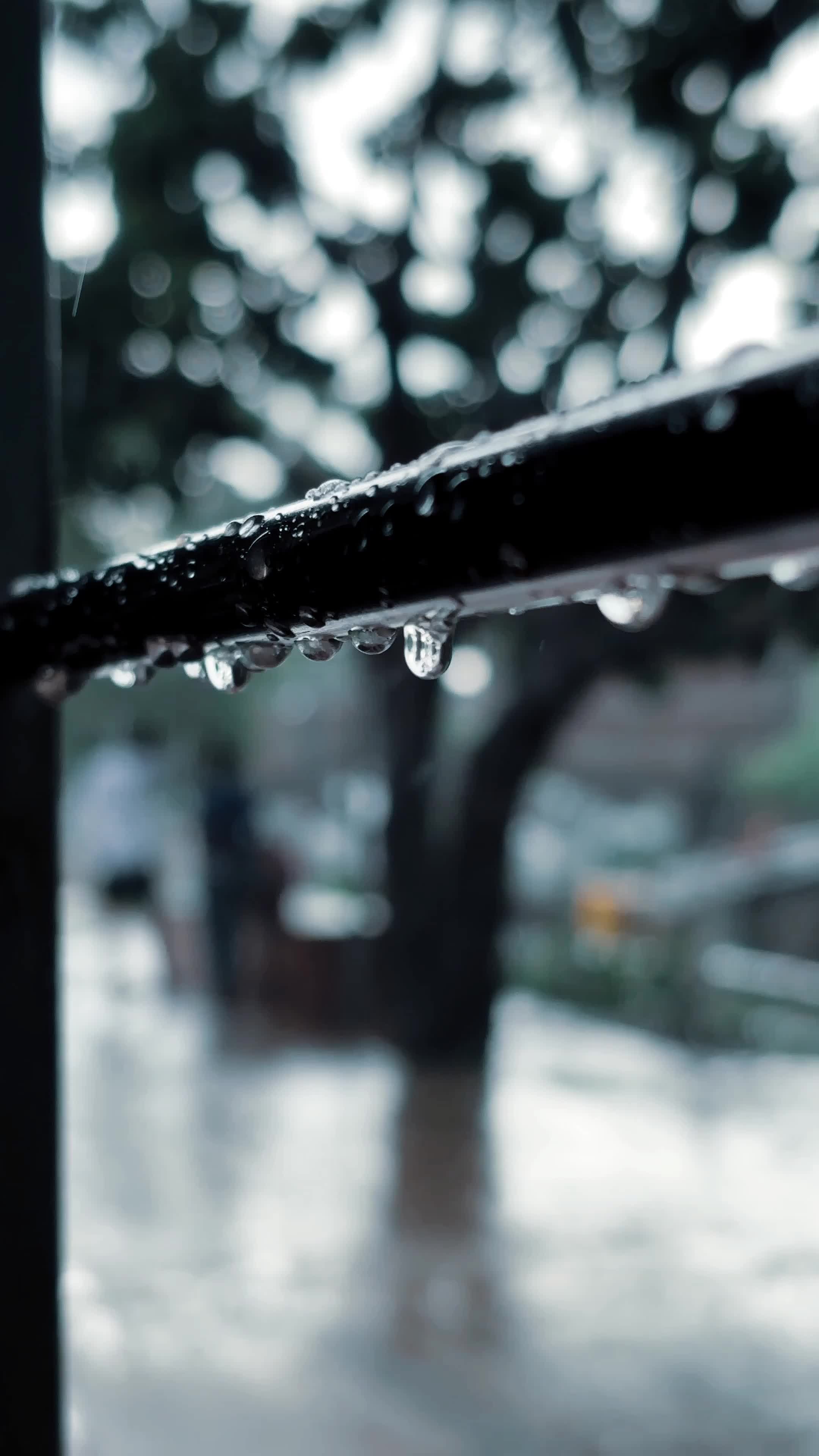 A rain drop on a window pane with a tree in the background Free Stock ...