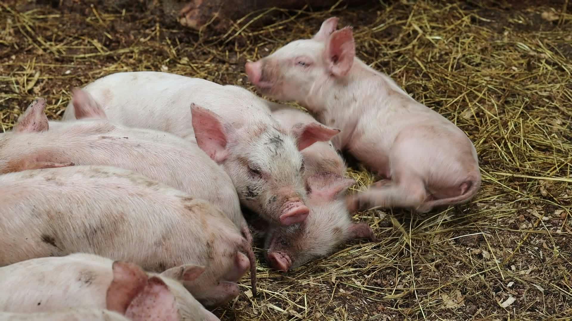 A group of baby pigs are laying in hay Free Stock Video Footage ...