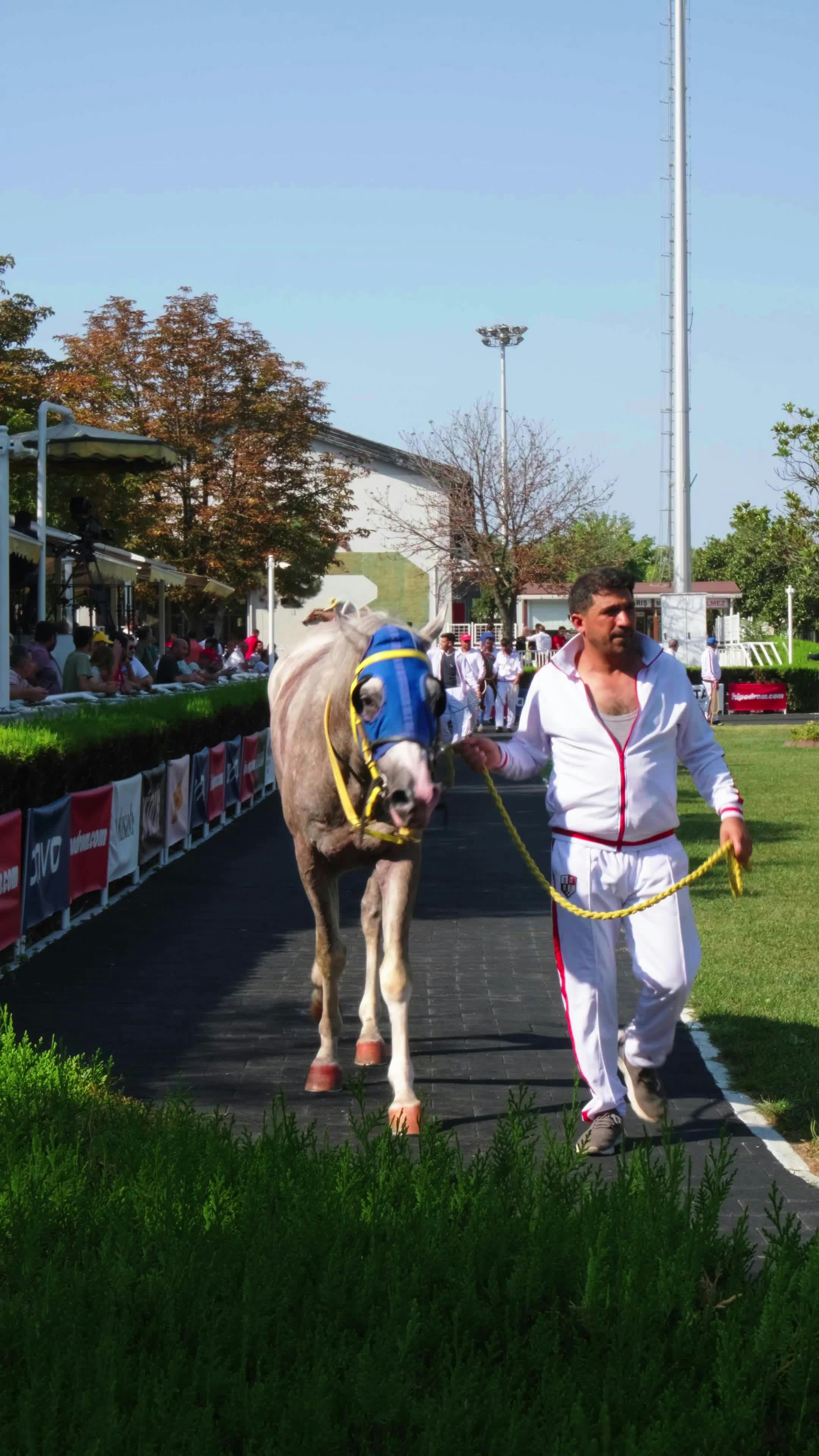 horse, trainer, racing gear, horse racing, equestrian, racehorse ...