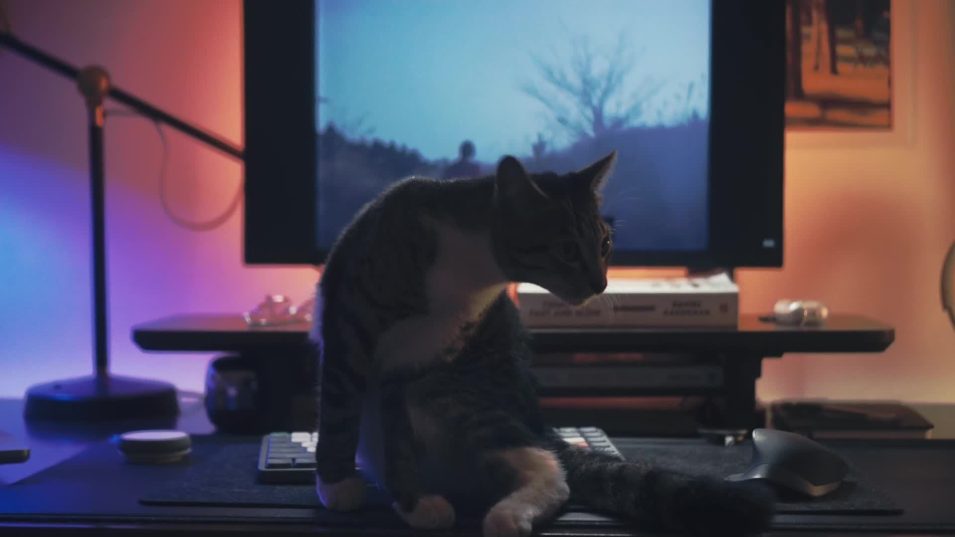 Cat Looking At Computer Screen Videos, Download The BEST Free 4k Stock ...