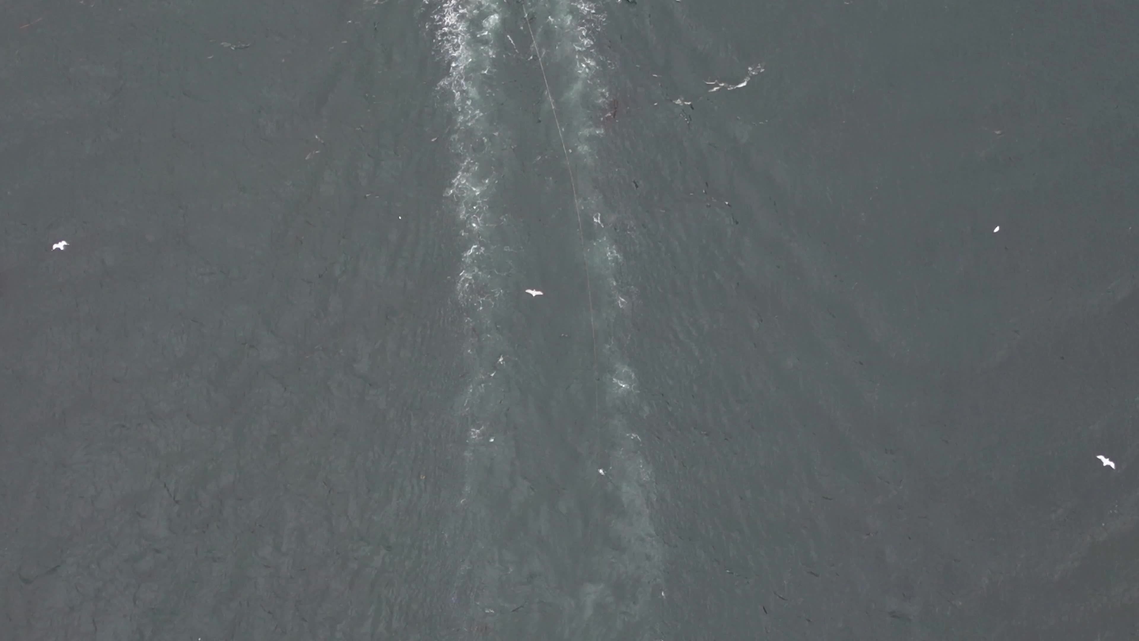 Fishing from up above Free Stock Video Footage, Royalty-Free 4K & HD ...