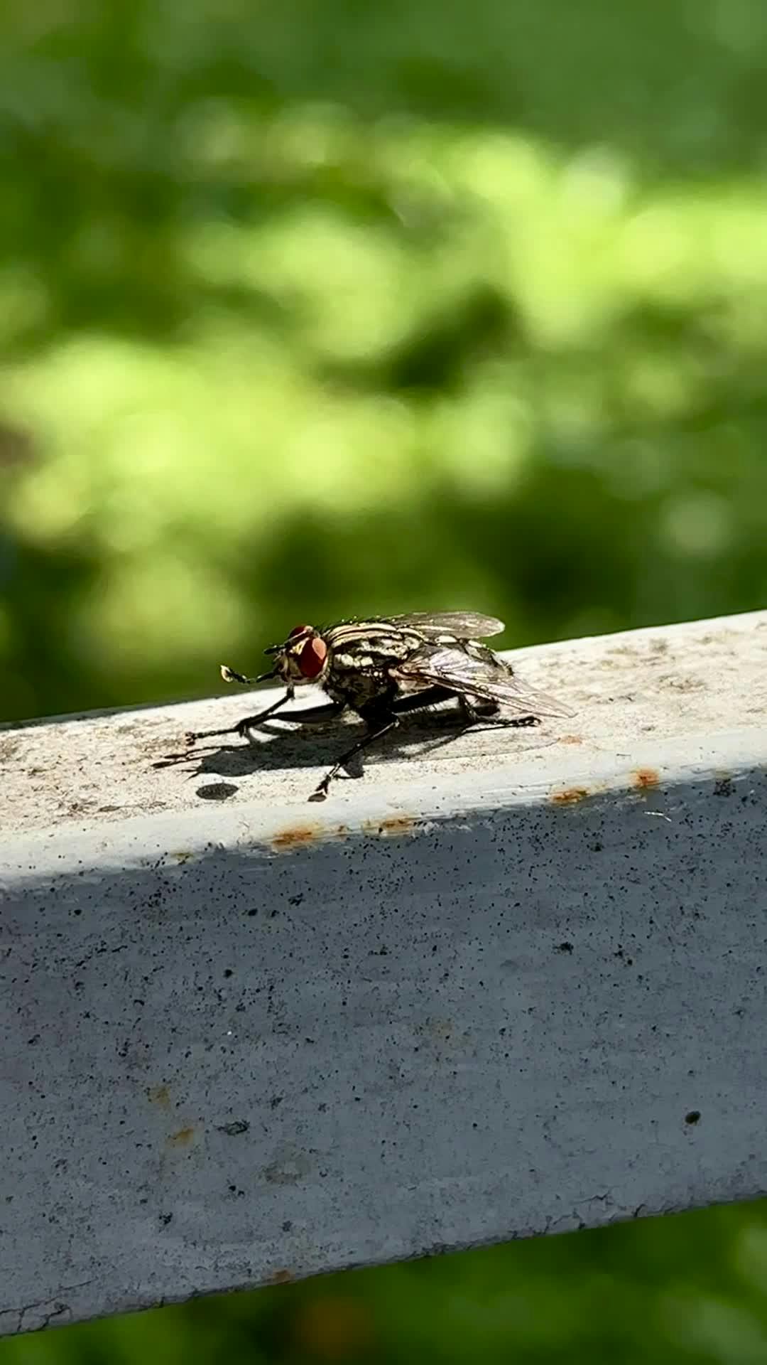 A fly sitting on top of a metal railing Free Stock Video Footage ...