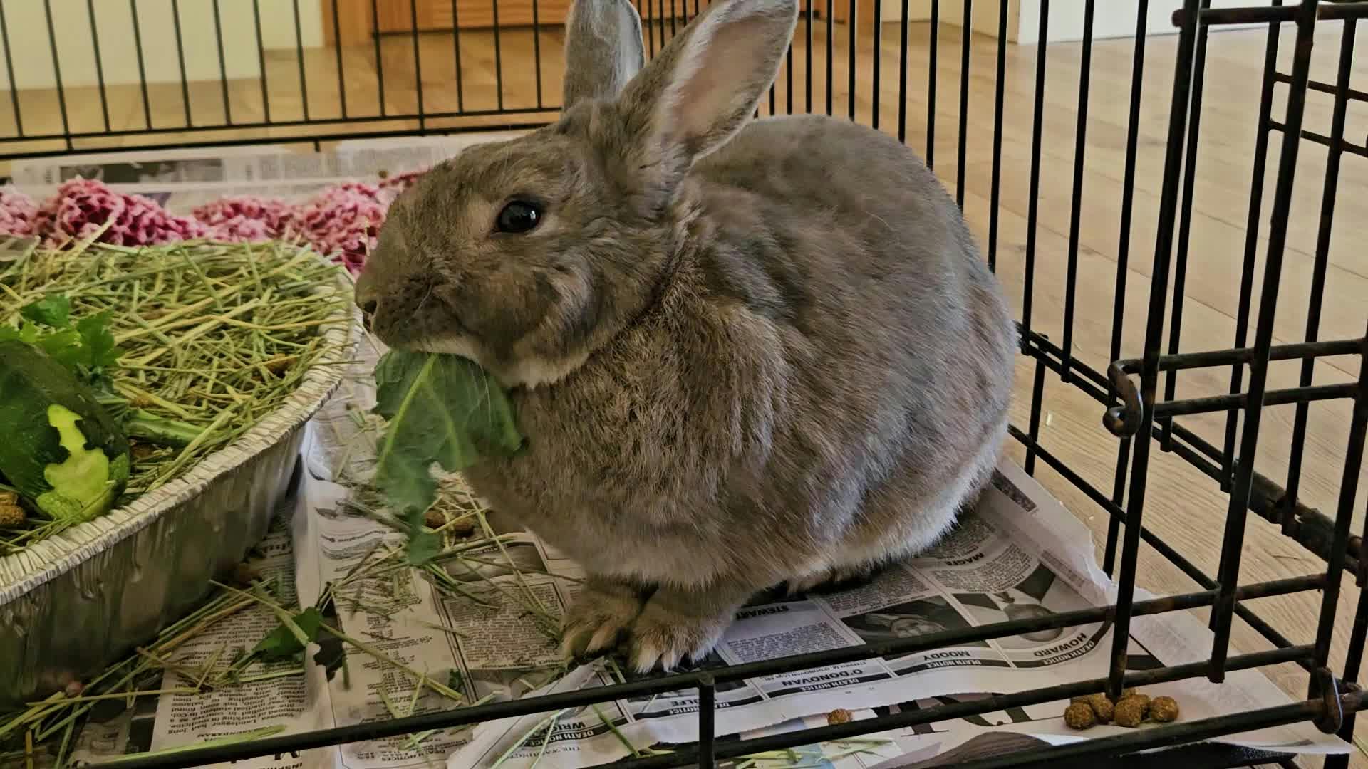 Caged Rabbit Videos, Download The BEST Free 4k Stock Video Footage ...