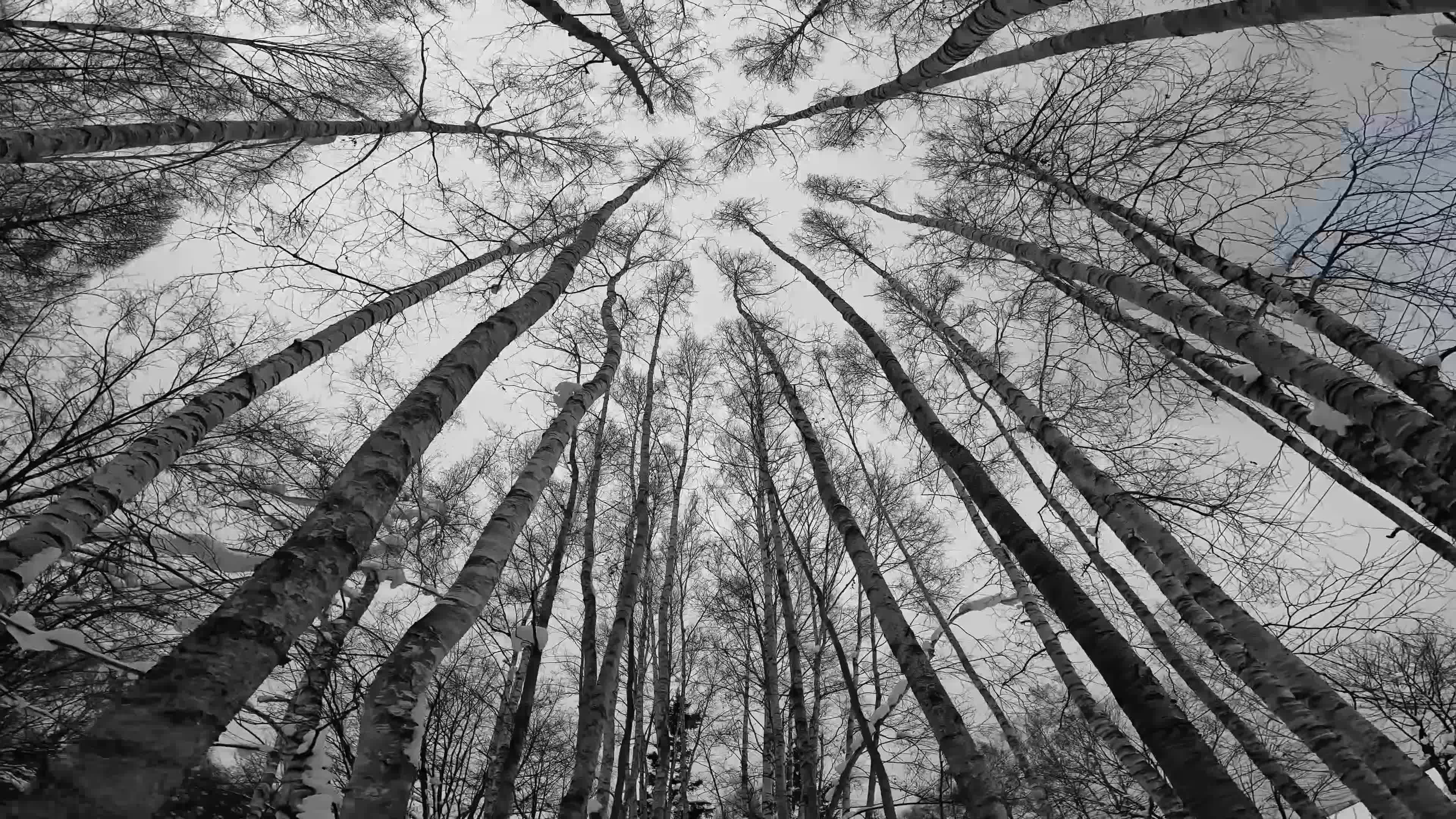 Low Angle View Of Tall Trees Free Stock Video Footage, Royalty-Free 4K ...