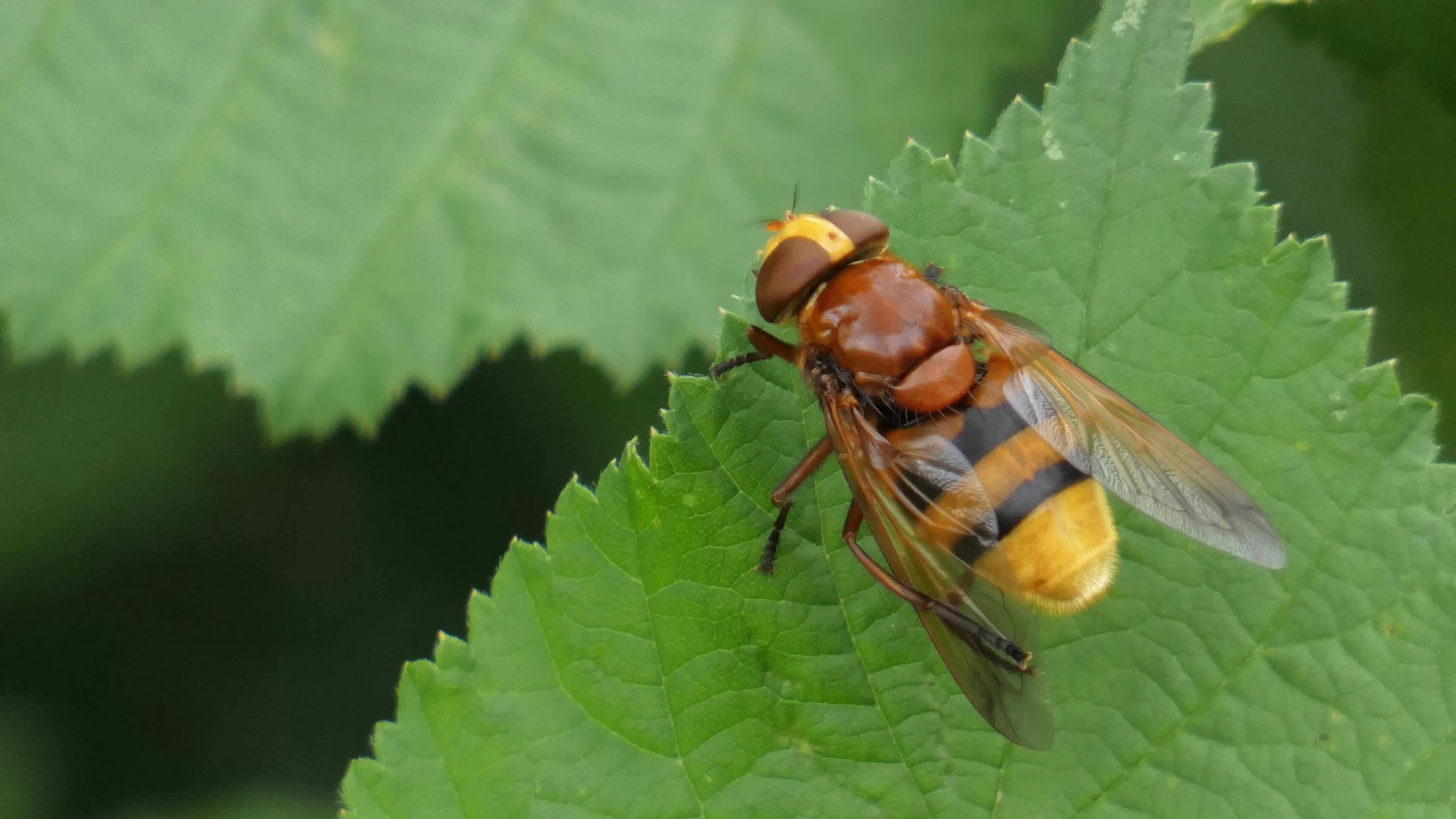 Mosca Free Stock Video Footage, Royalty-Free 4K & HD Video Clip