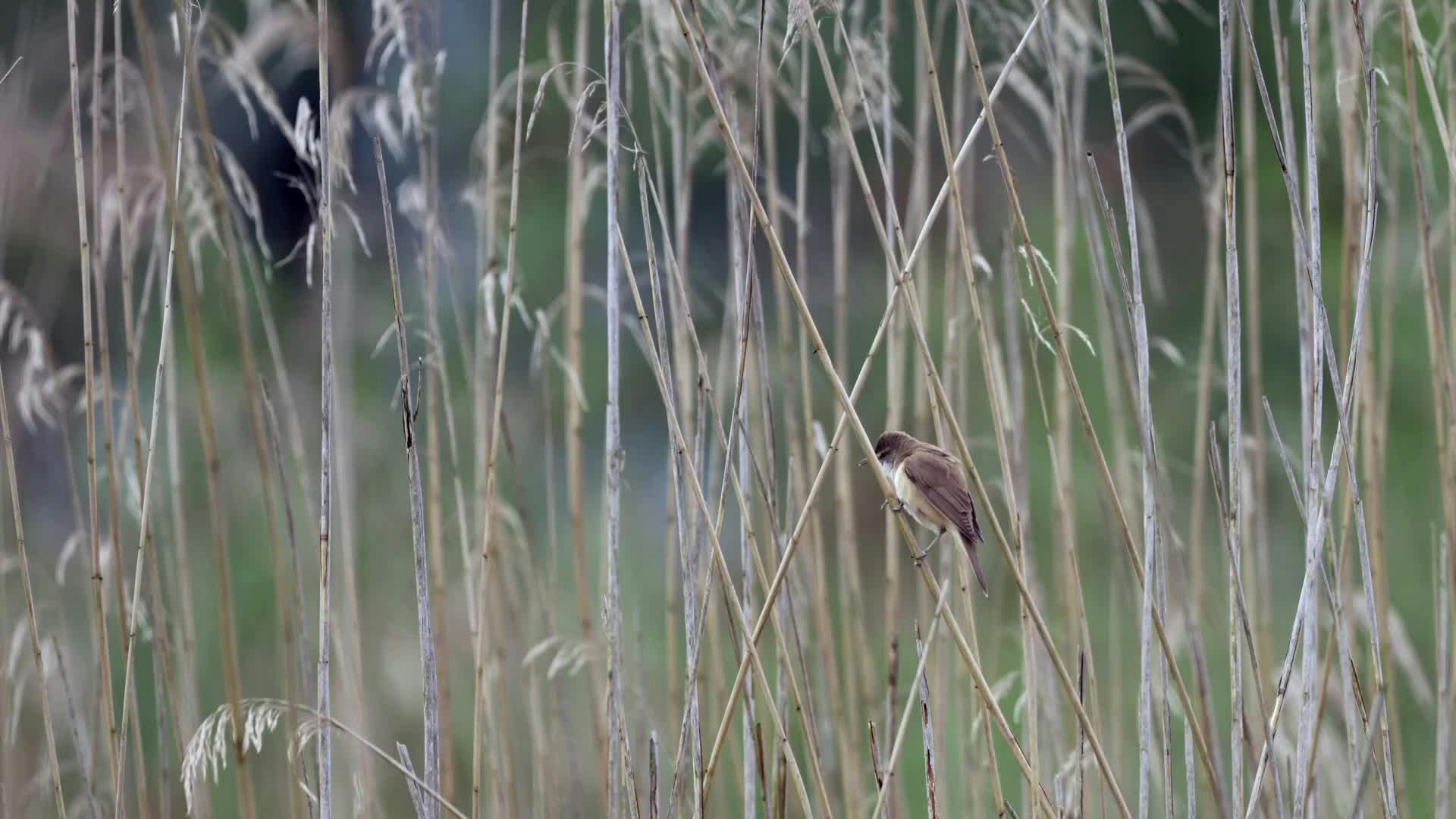 Ibis Videos, Download The BEST Free 4k Stock Video Footage & Ibis HD ...