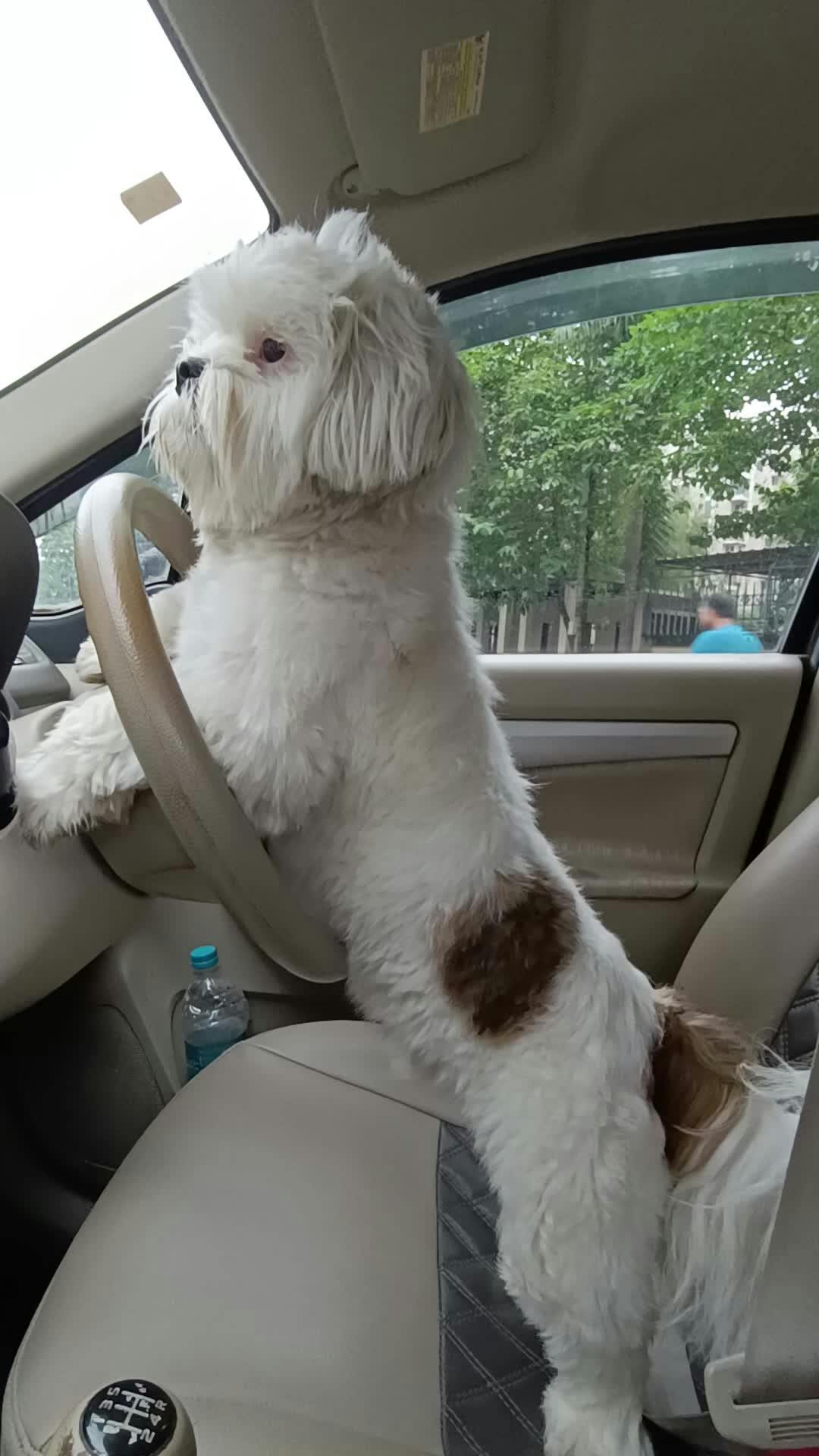dog as a driver Free Stock Video Footage, Royalty-Free 4K & HD Video Clip
