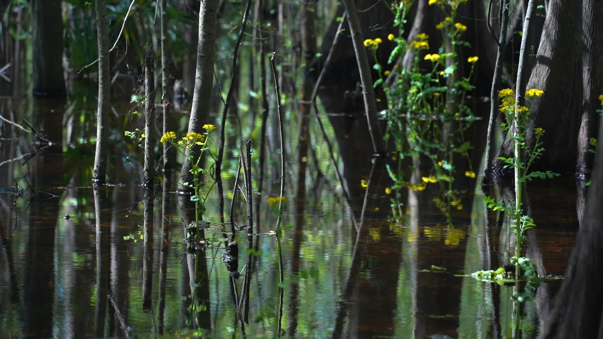 Vídeos de stock gratuitos sobre @al aire libre, agua, agua como espejo ...