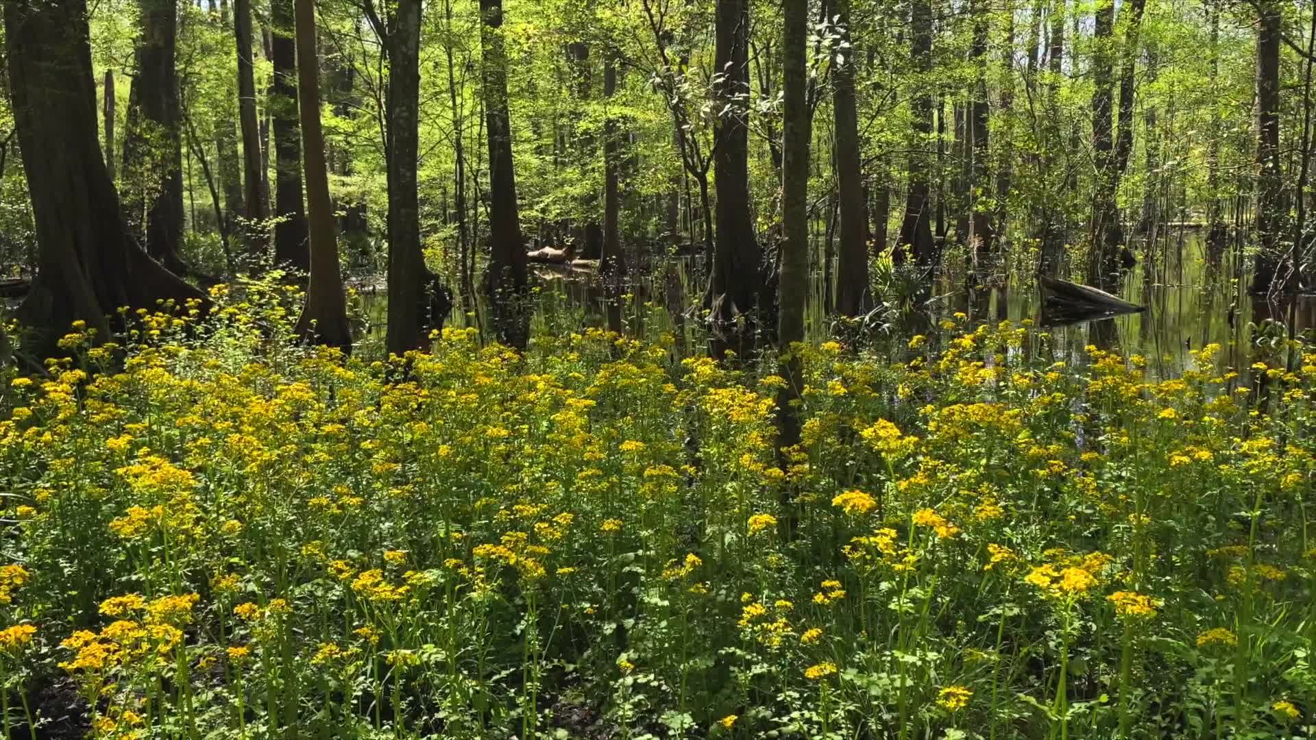 A swamp with yellow flowers and trees Free Stock Video Footage, Royalty ...