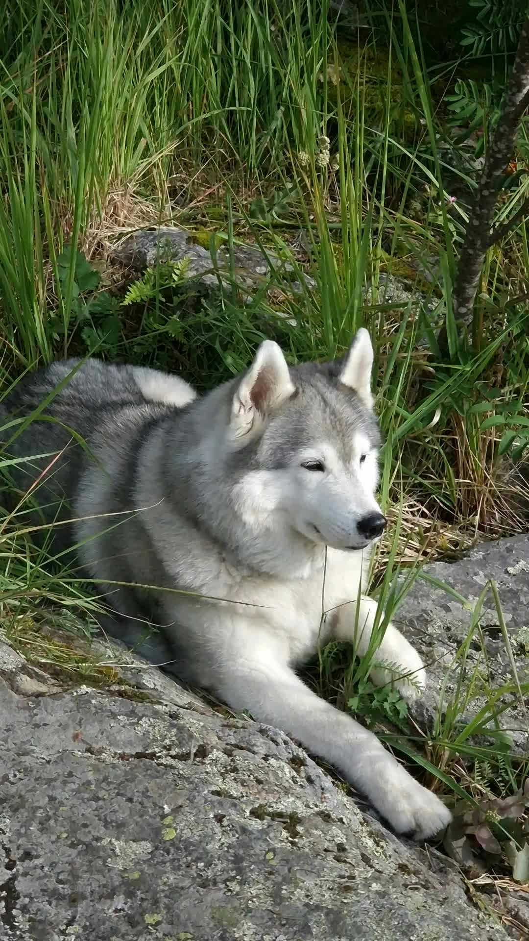 Photo of jonathan, a husky dog in portland, oregon Free Stock Video ...