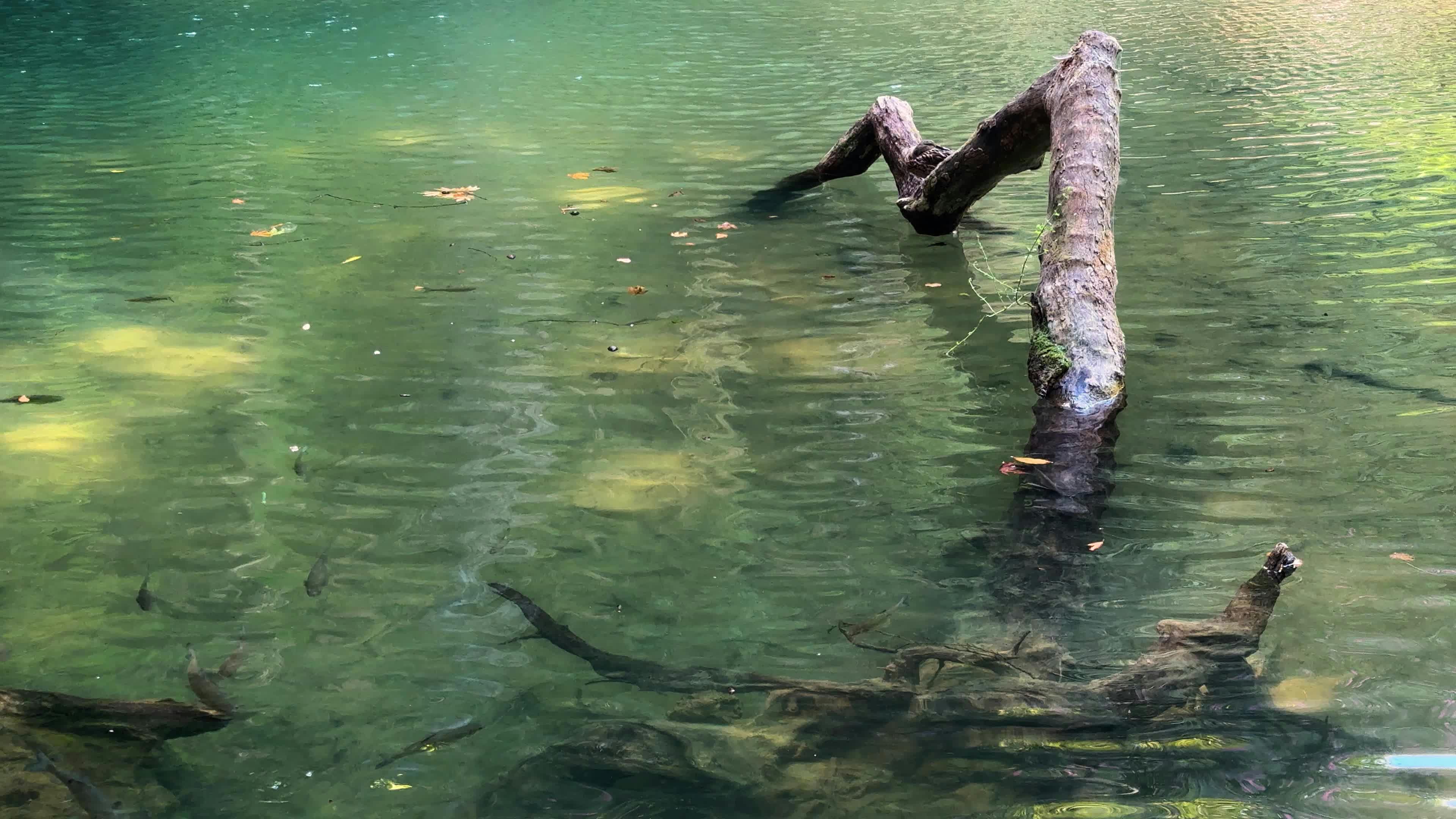 Root Fish Videos, Download The BEST Free 4k Stock Video Footage & Root ...