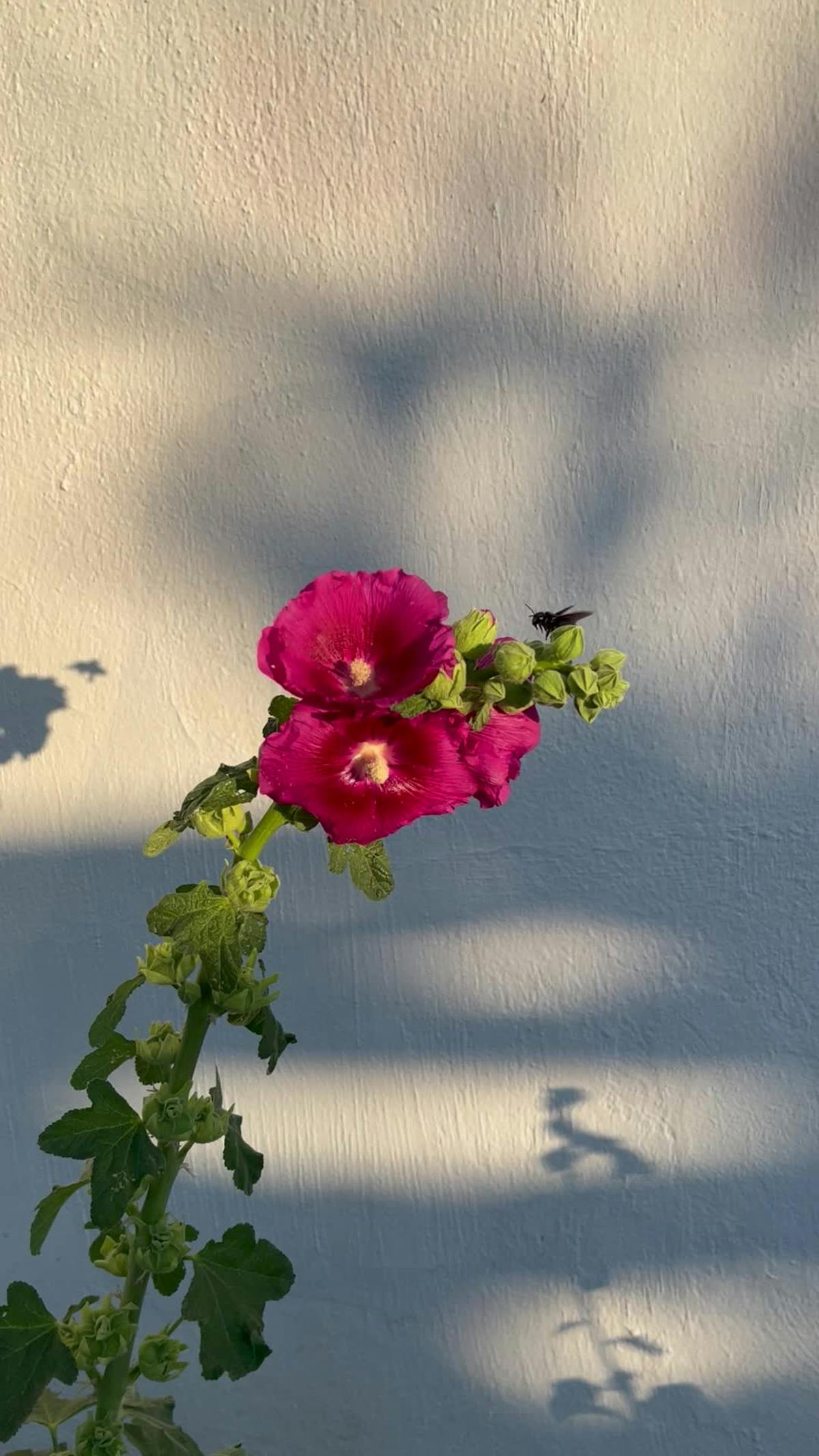 Video Wallpaper Desktop Videos, Download The BEST Free 4k Stock Video ...